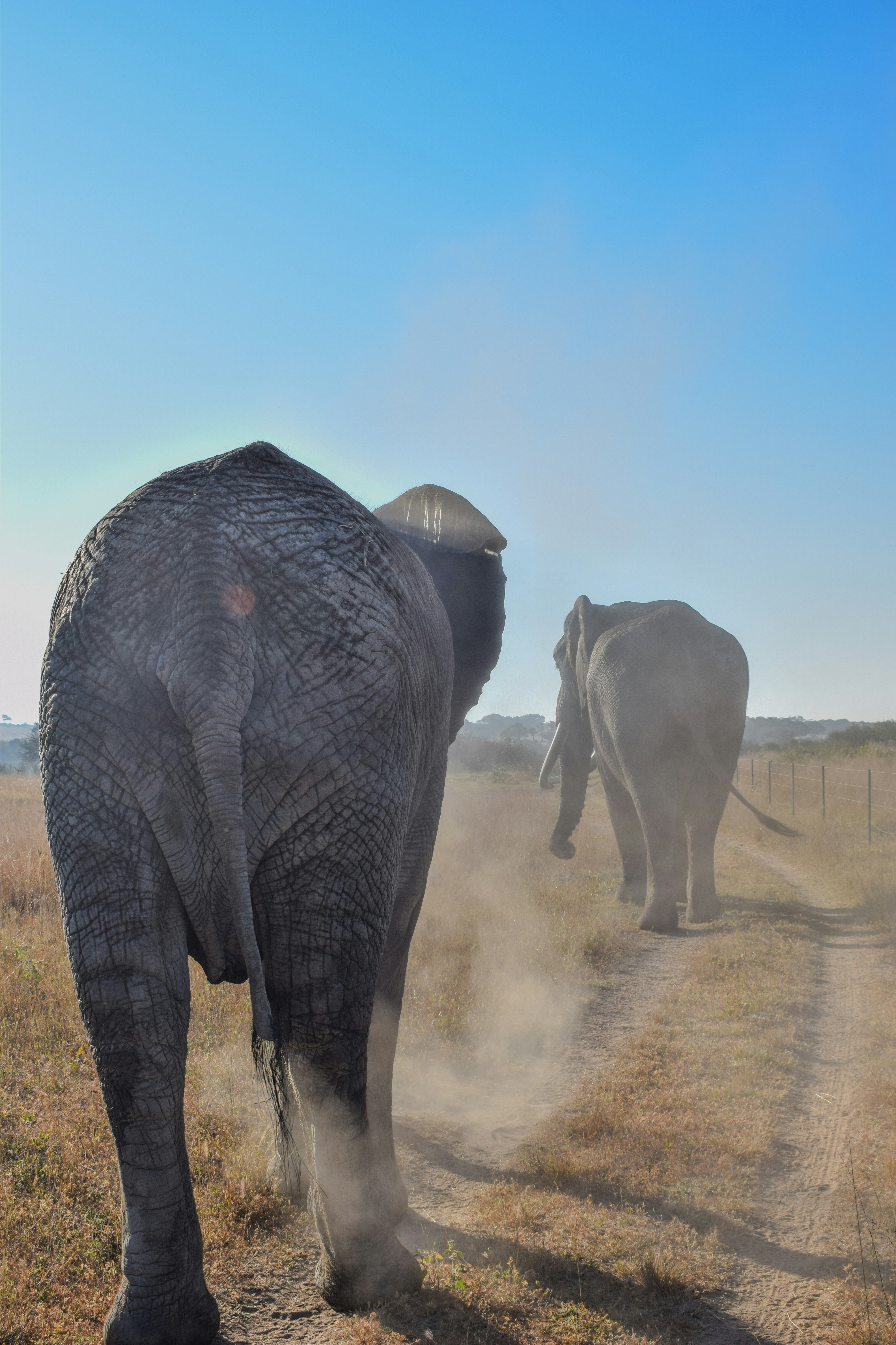 Dust Trails and Trunks: An Elephant Caravan on a Dry Stampede Road