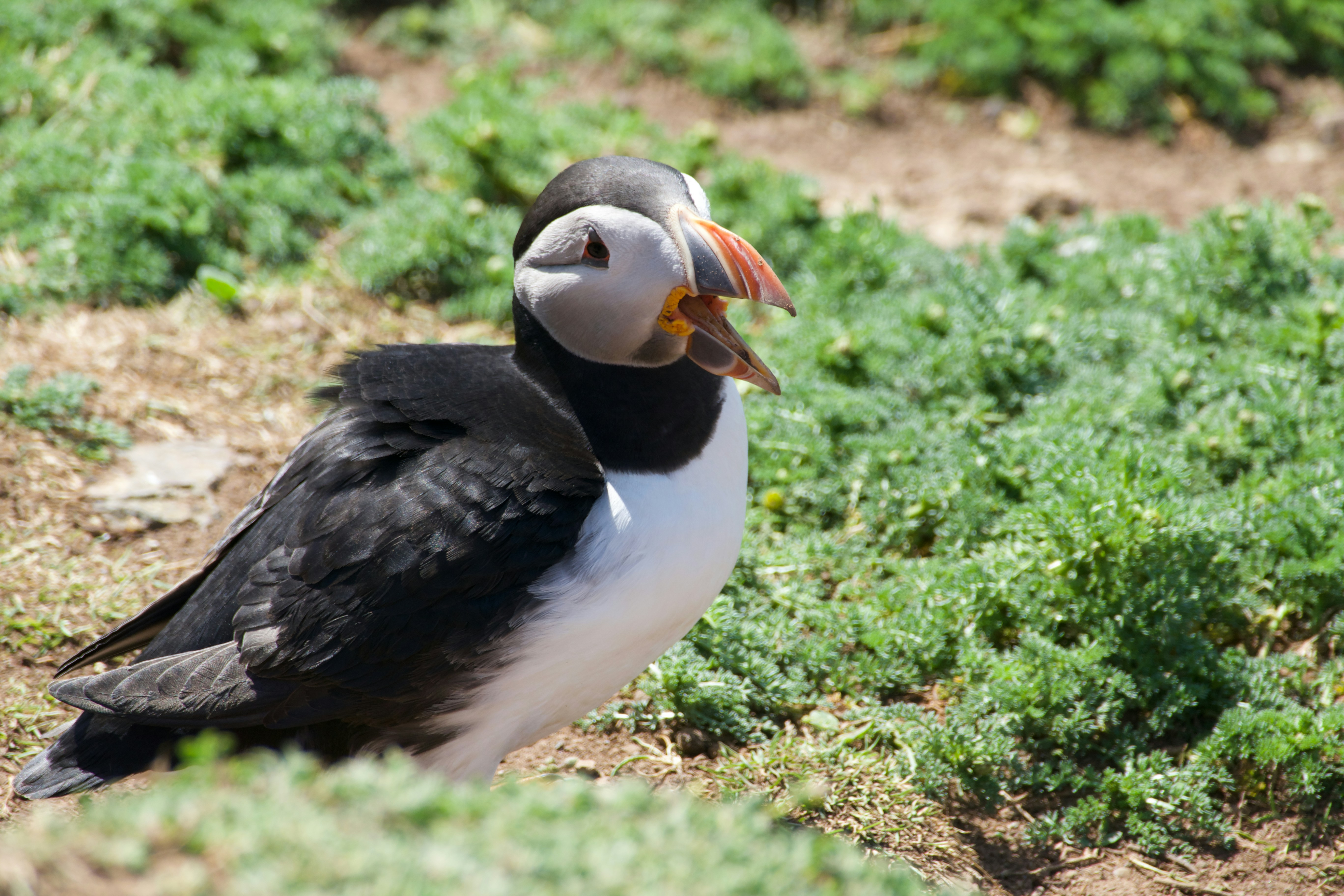 Puffin in Coastal Grass: Beak Wide Open