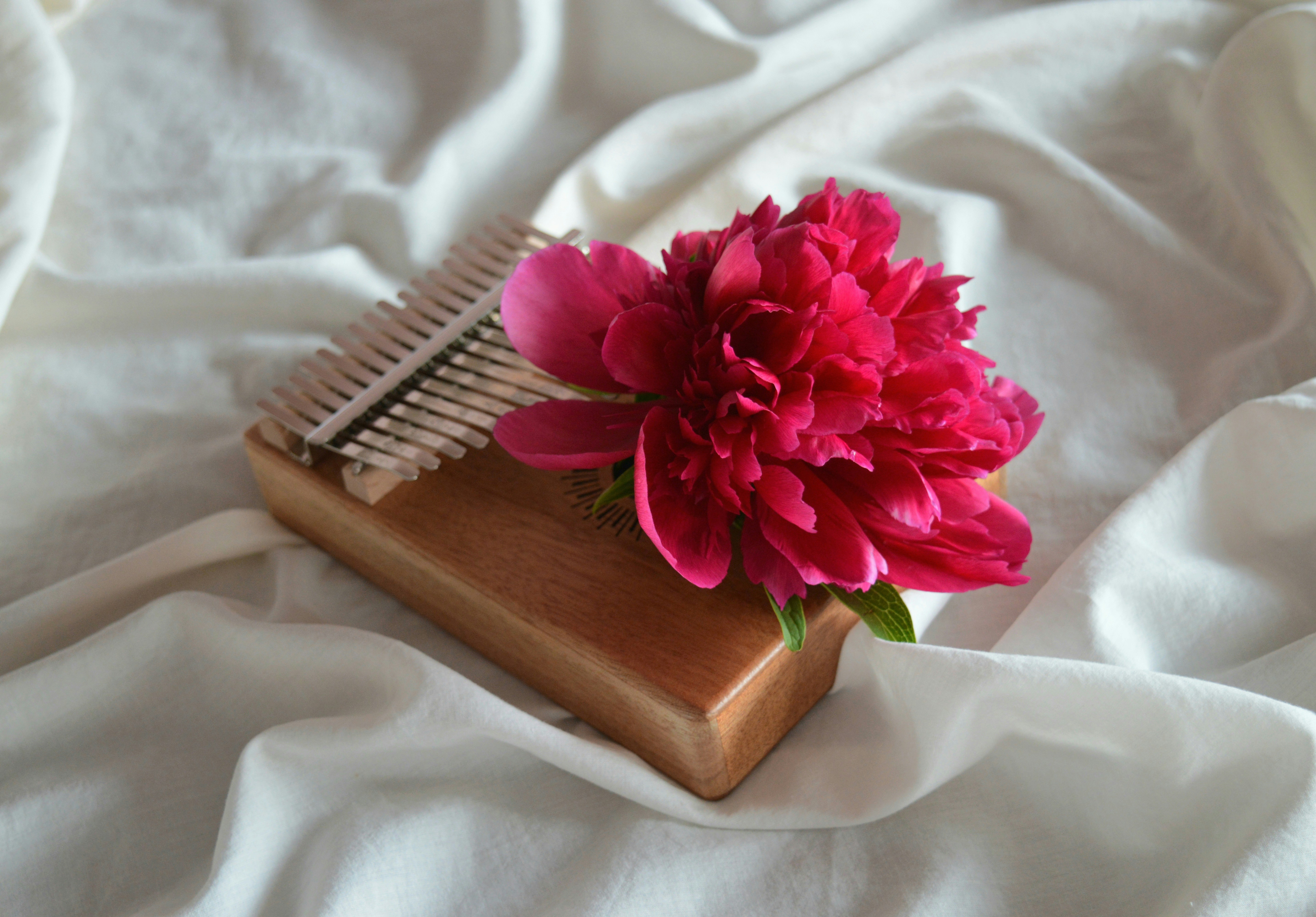 Velvet Bloom on a Wooden Rake: A Studio Still Life with a Pink Peony