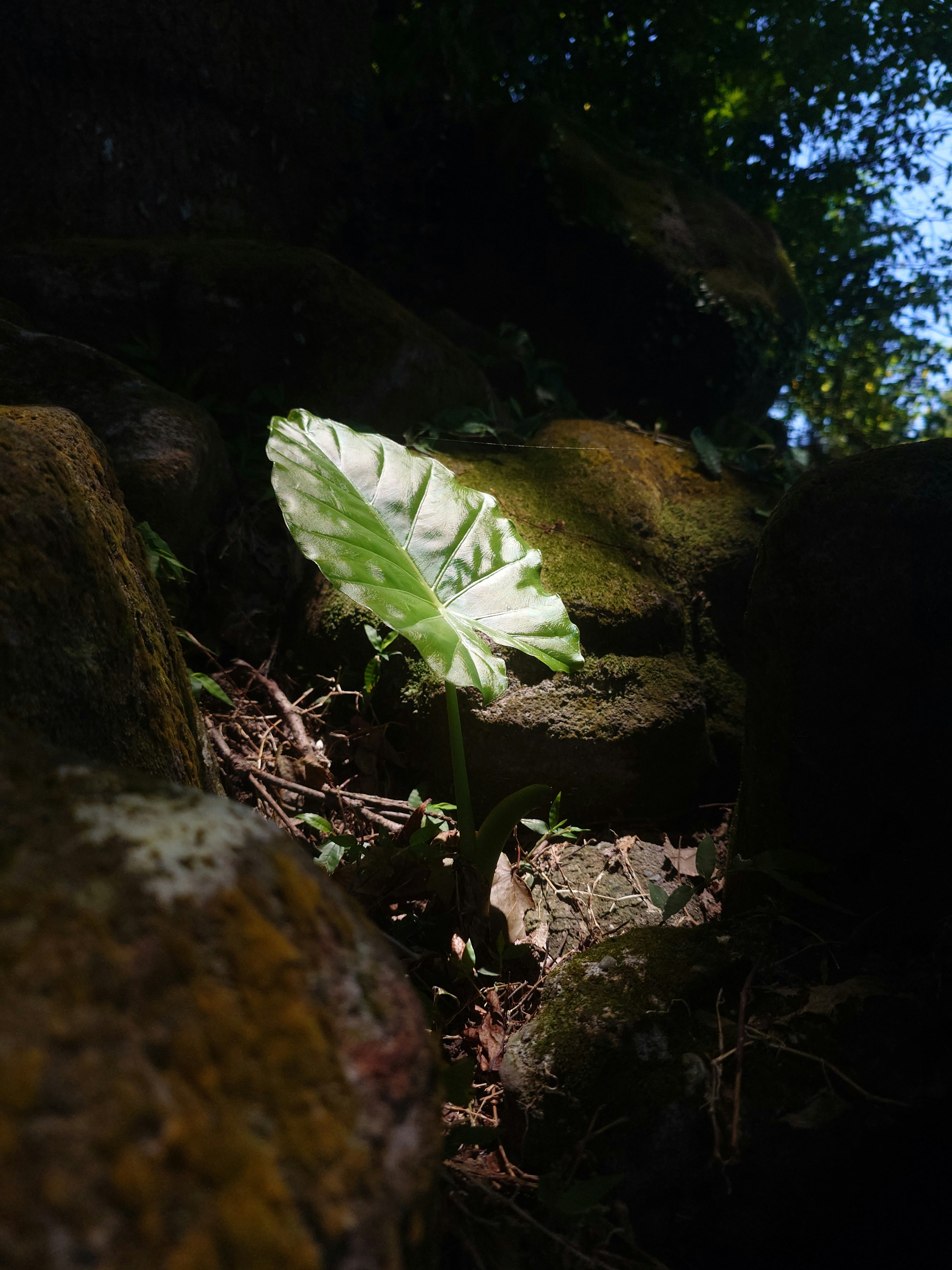 A single bright leaf rises from a mossy stone stair in dappled forest light, drawing focus amid surrounding darkness.