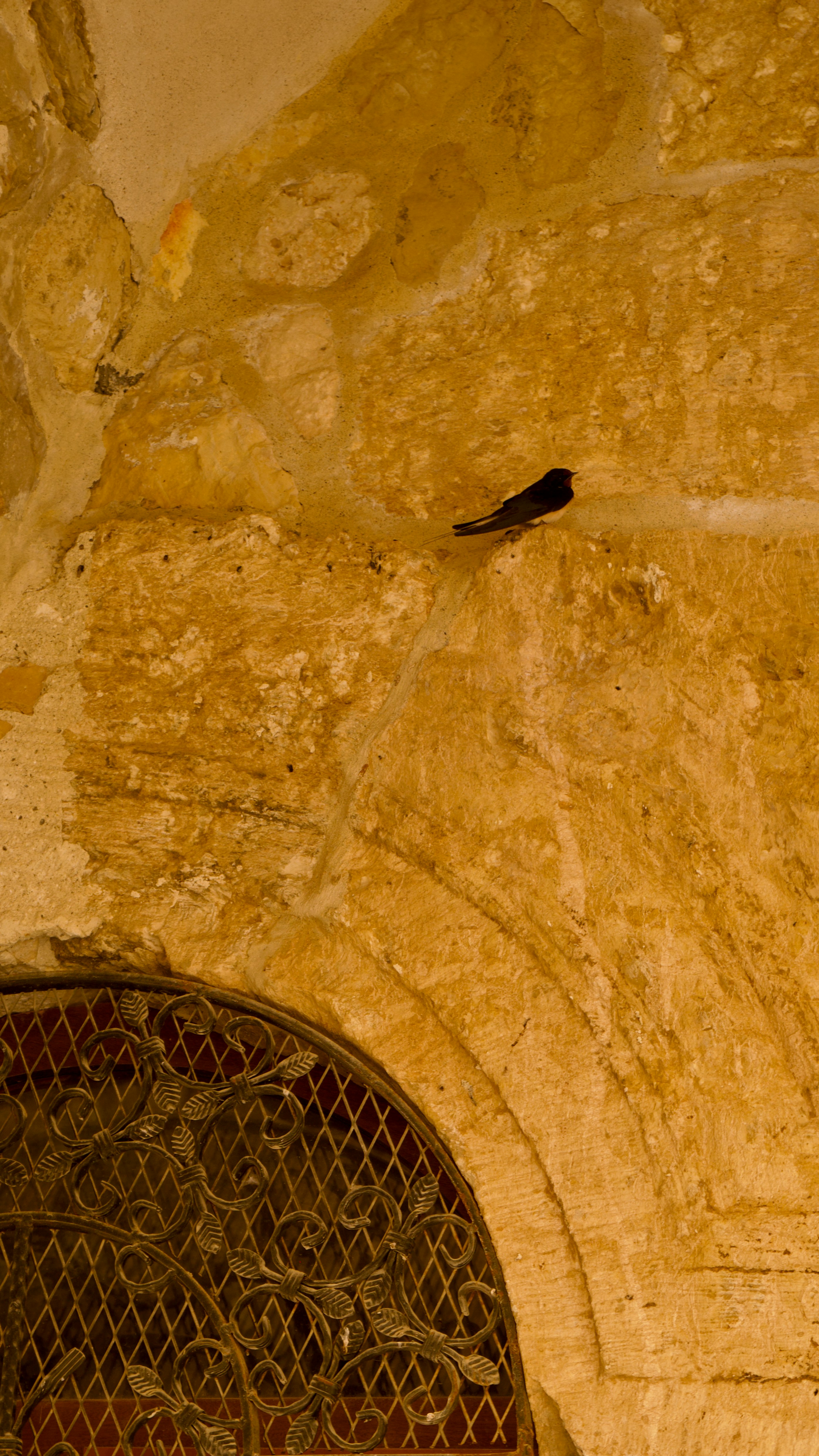 A solitary bird on warm stone under evening light