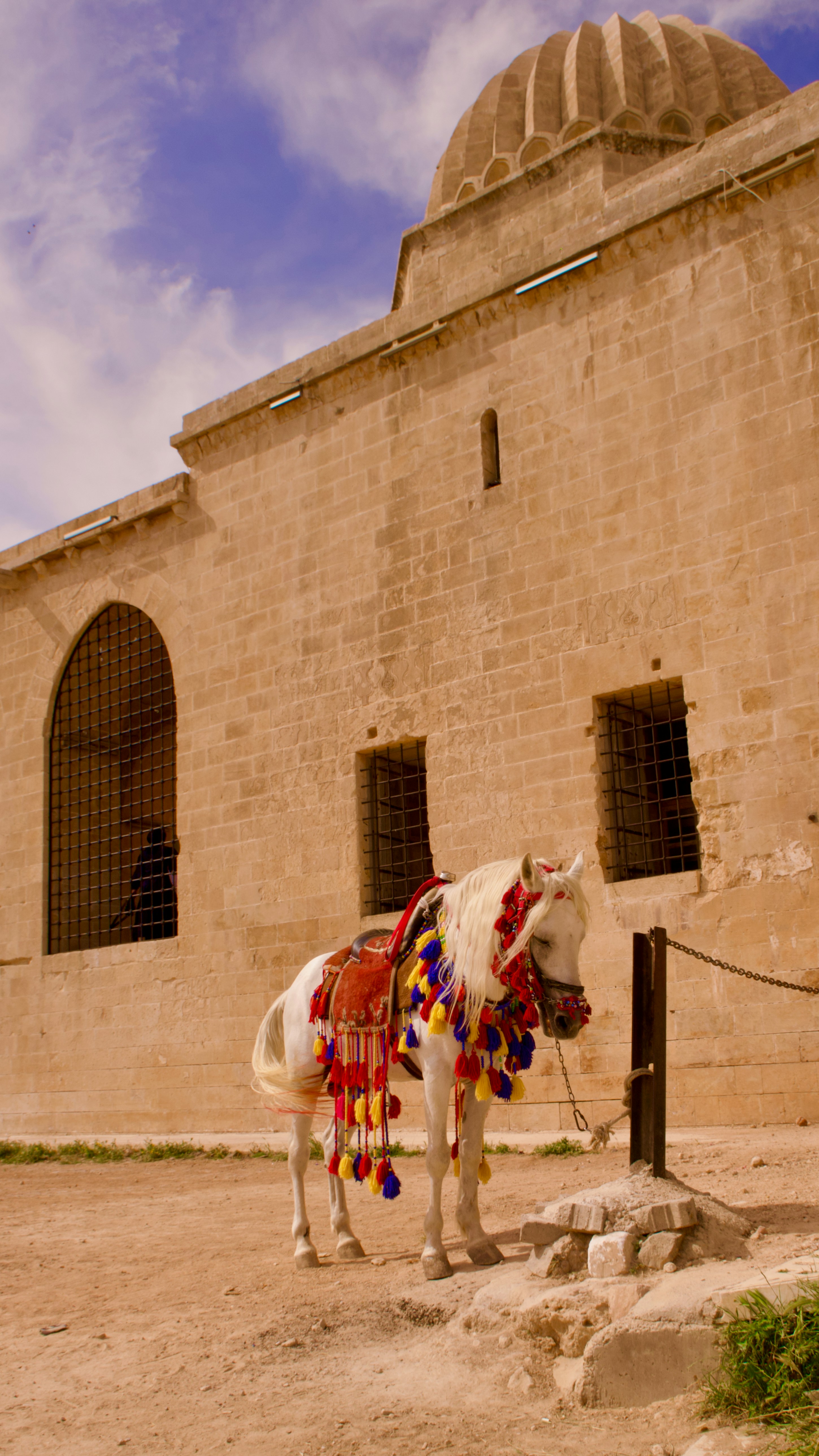 Sunlit Caravan of Color: A White Horse Before an Ancient Fortress