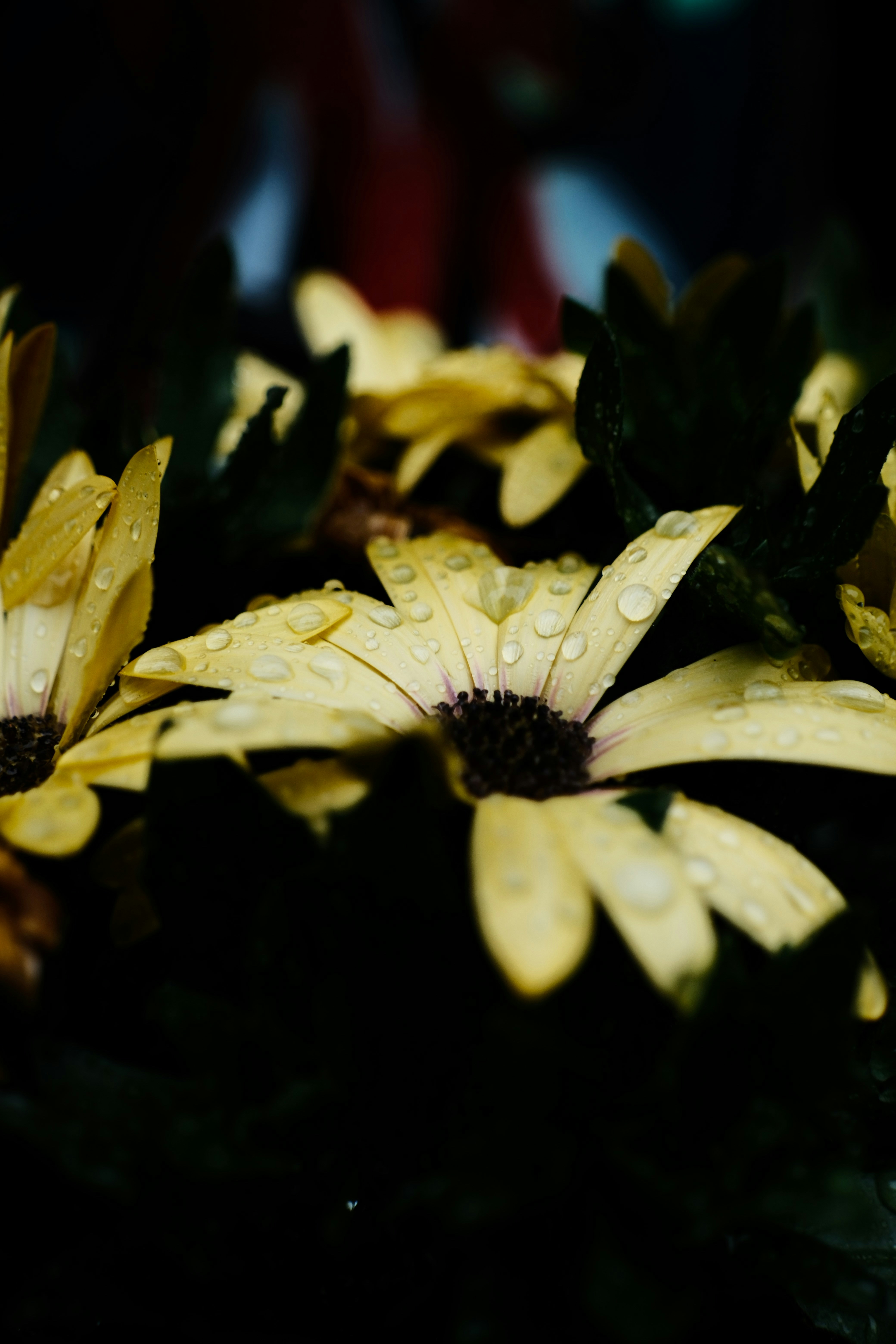 Golden Daisy Ring: Water Droplets on Yellow Petals in Soft Focus