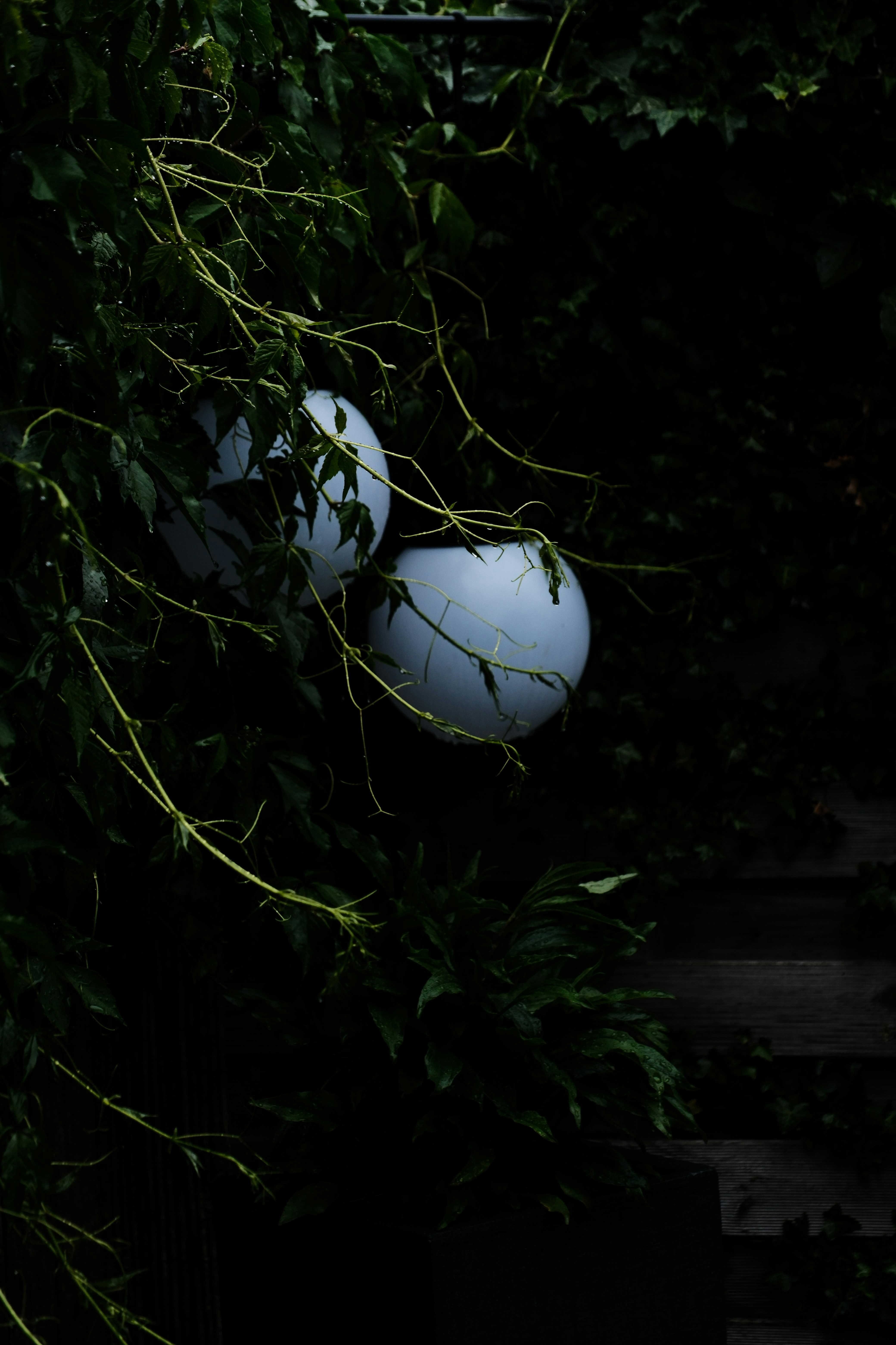 Moonlit Ivy: A Quiet Climactic Reveal of Glassy Orbs
