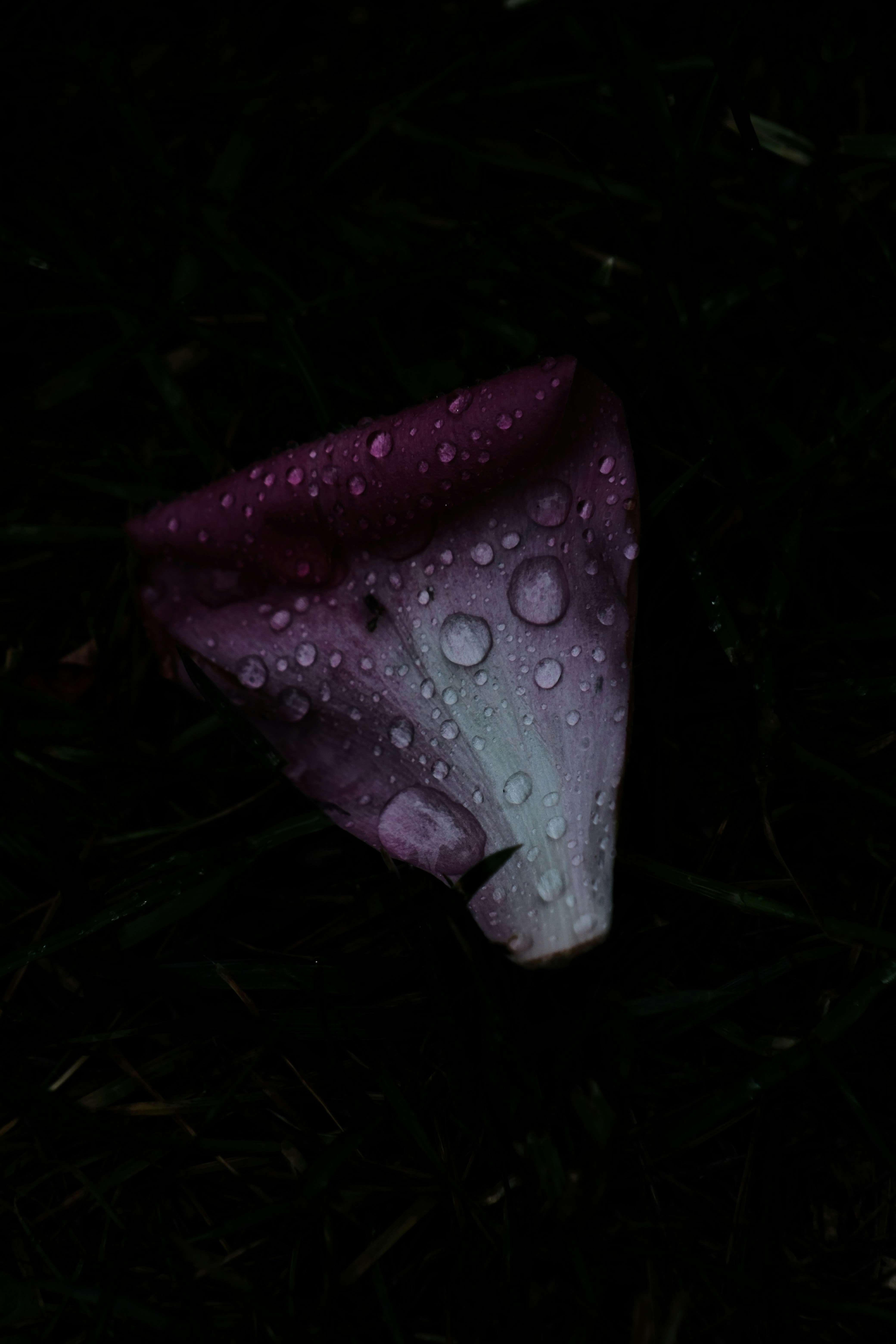Petal in the Dark: Dew Drops on a Velvet Fold