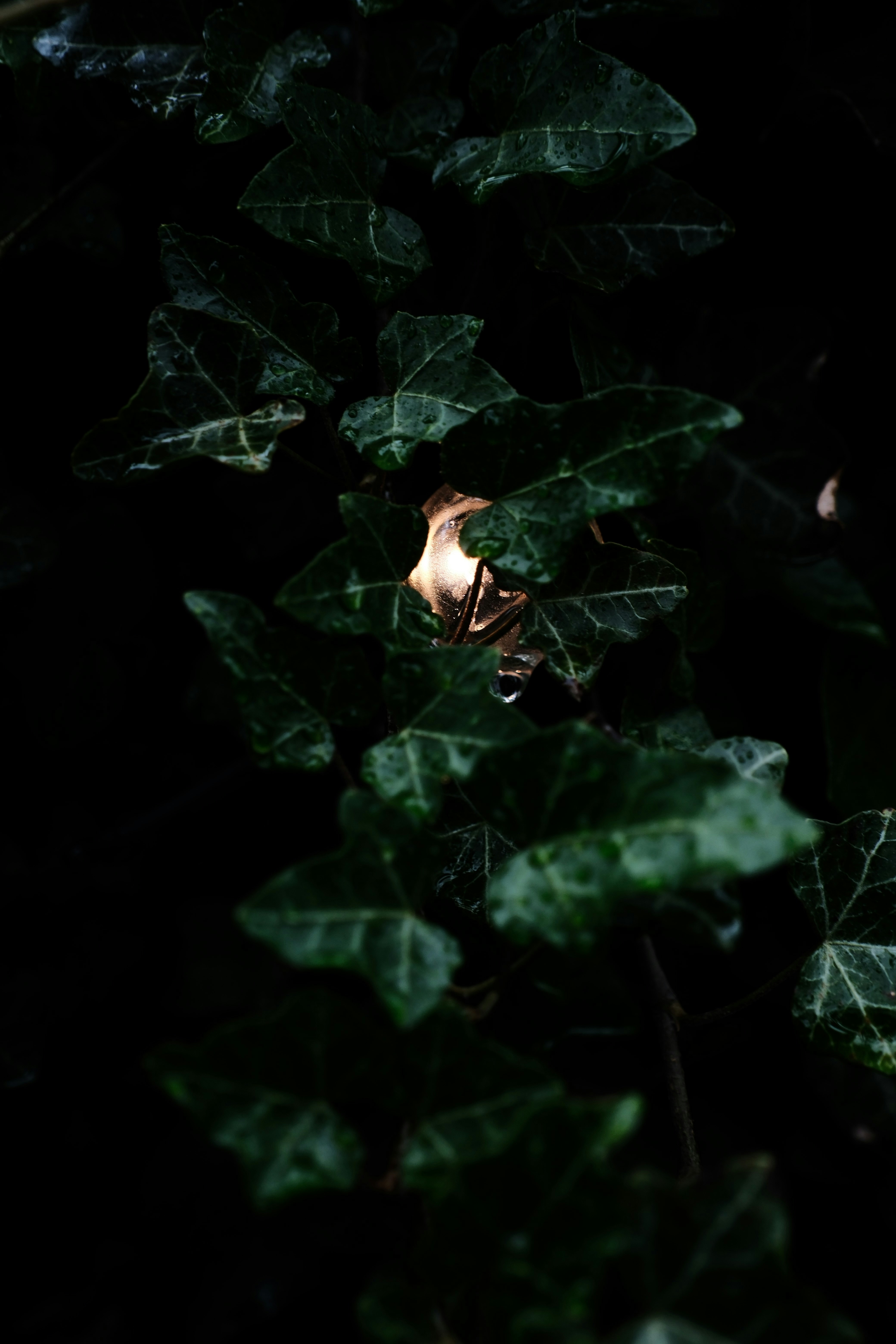 A Glimpse Through Dark Ivy: Light Between Leaves
