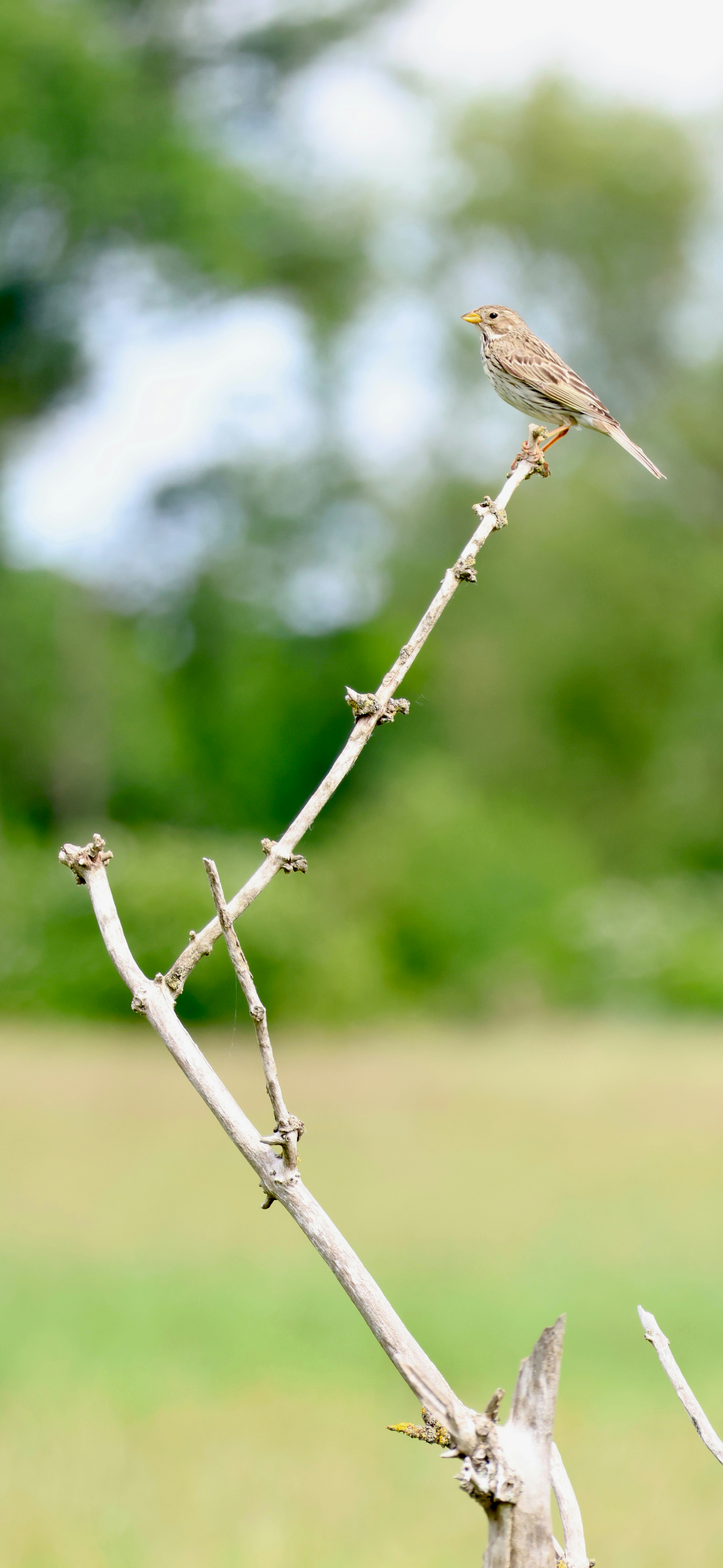 Perched on a slender branch, a lone sparrow scans the meadow