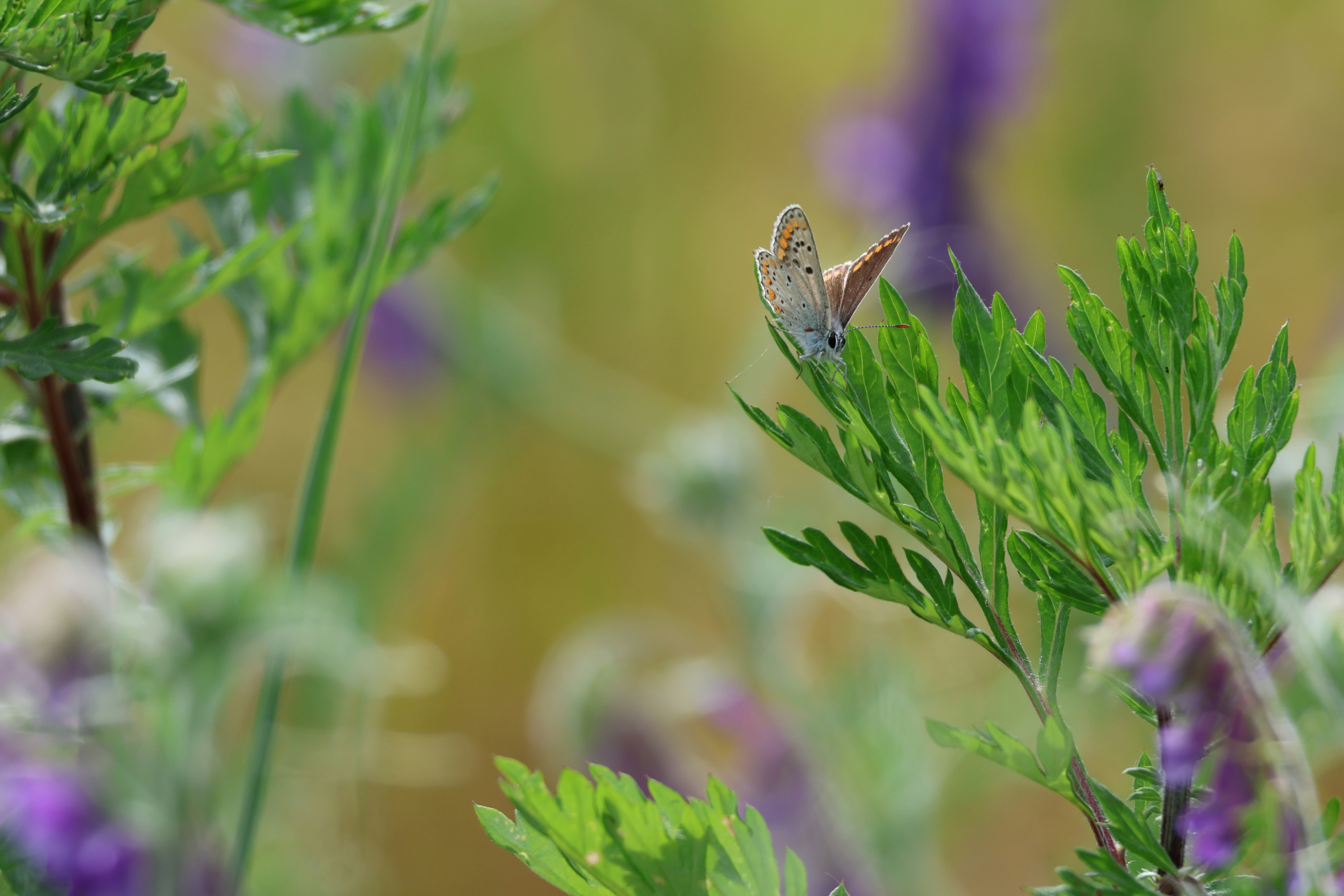 Delicate Speckled Wings on Green Meadow