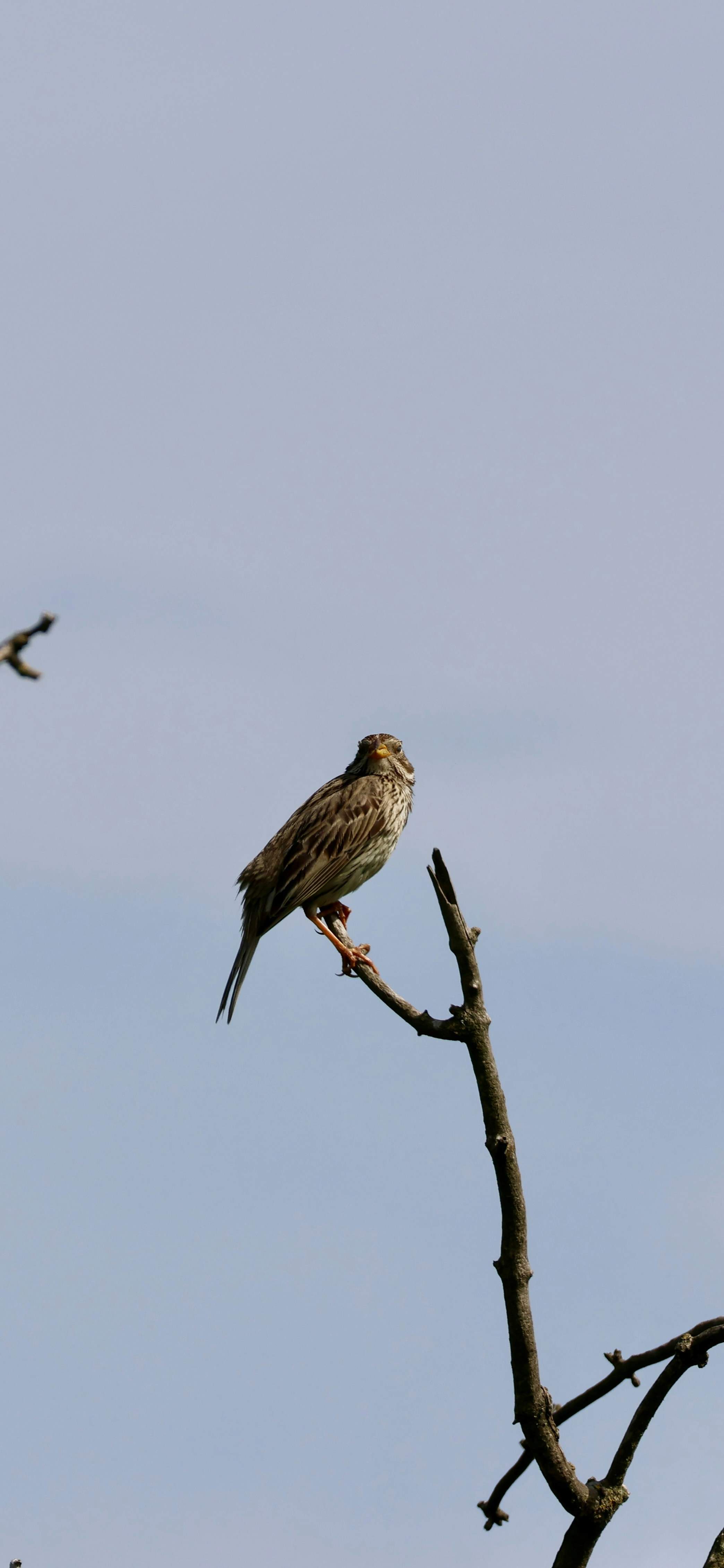 Perched Reflections: A Songbird’s Quiet Post