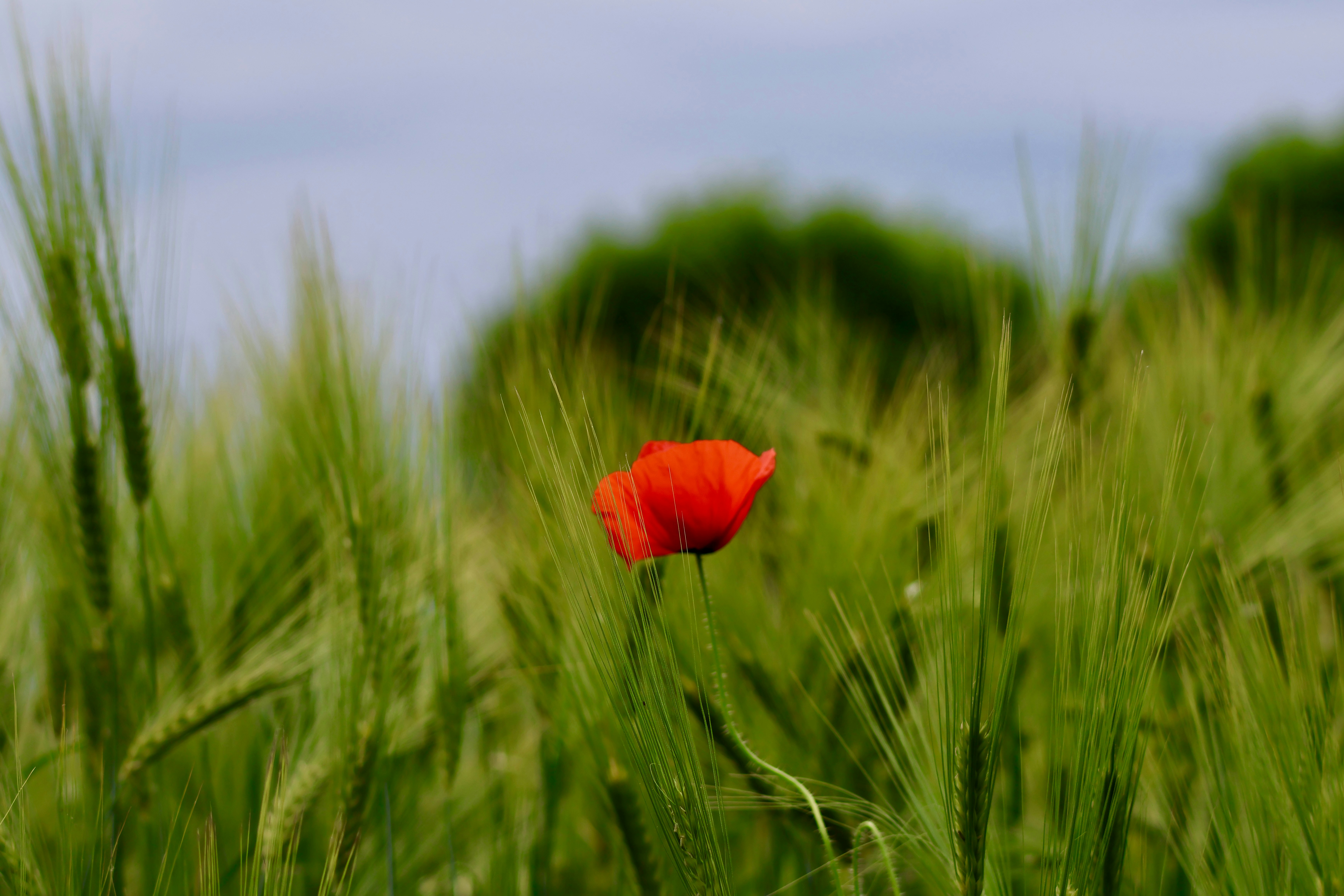 Klatschmohn