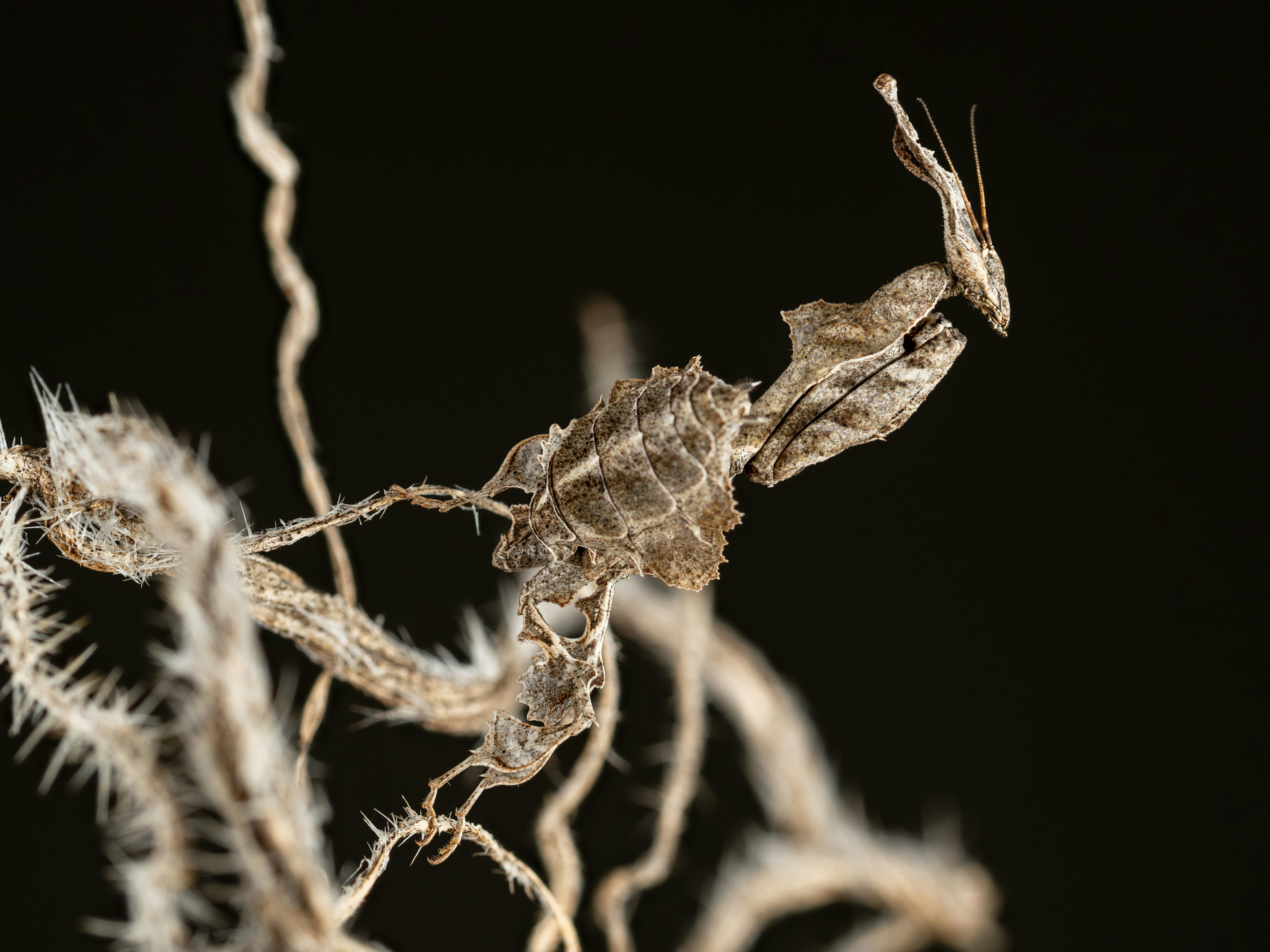 Desiccated Flora in Focus: A Fragile Tangled Wake