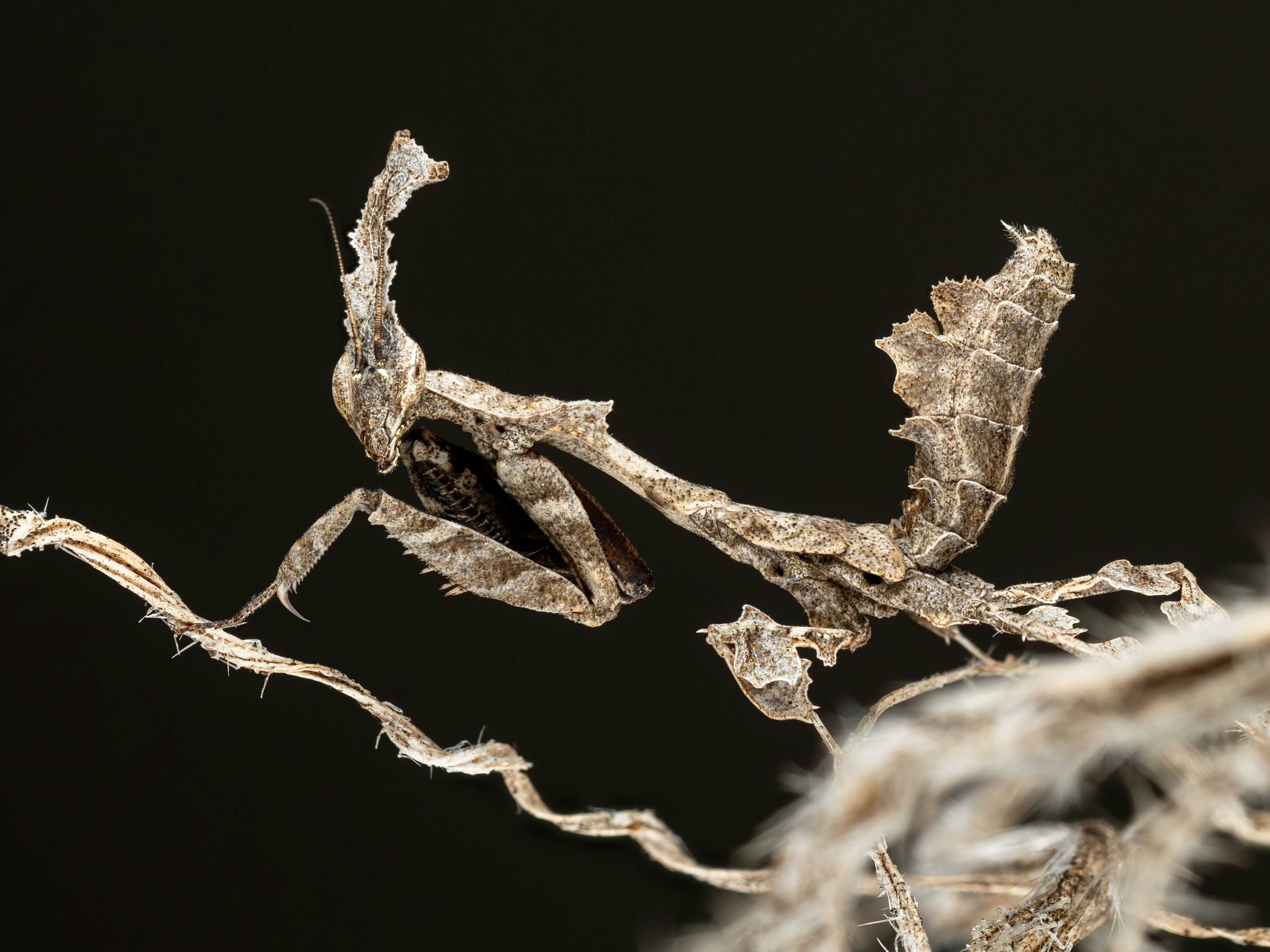 Desiccated Twigscape: A Fragment of Desert Pines Against a Velvet Dark