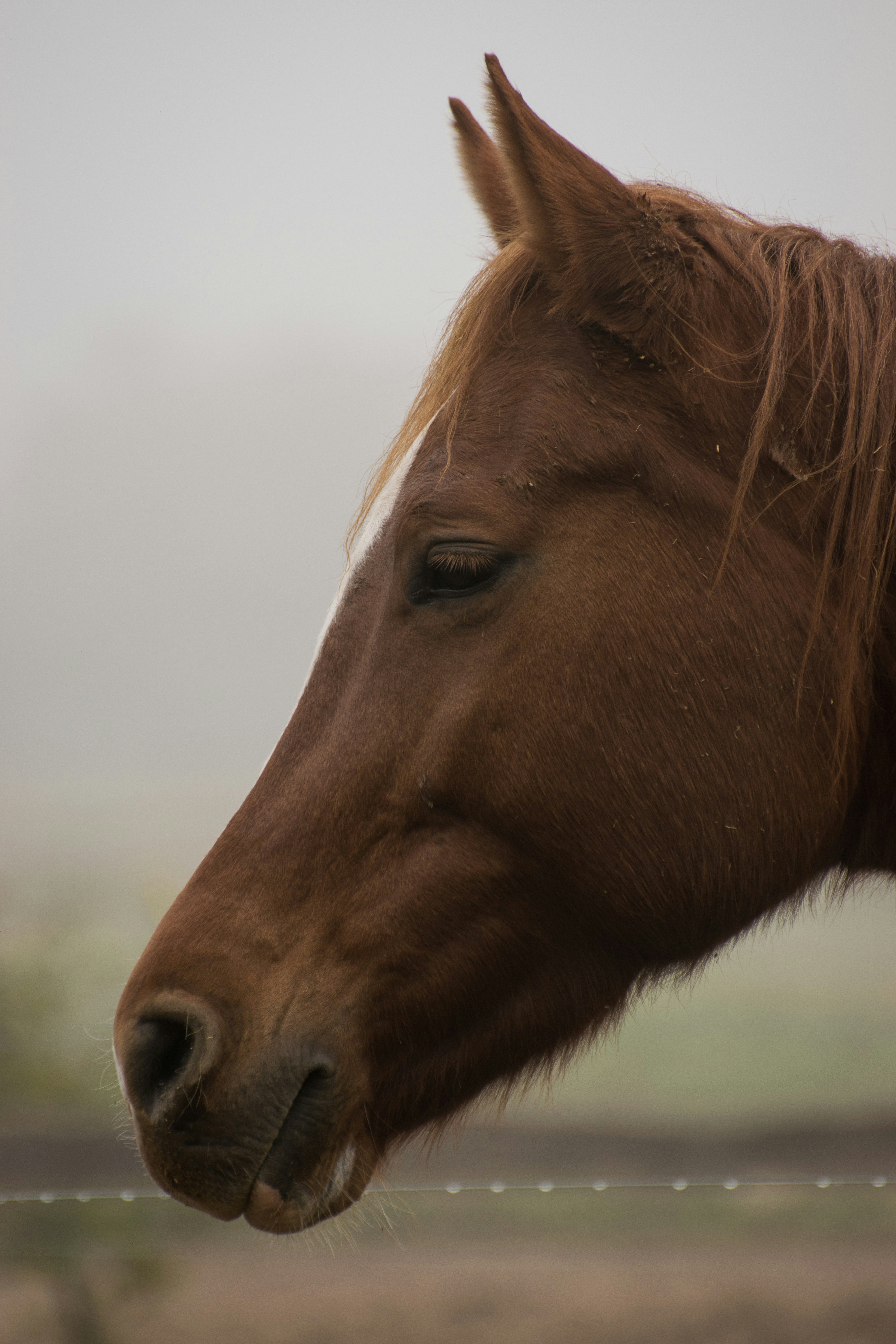 Close-up of a calm chestnut horse in soft autumn light