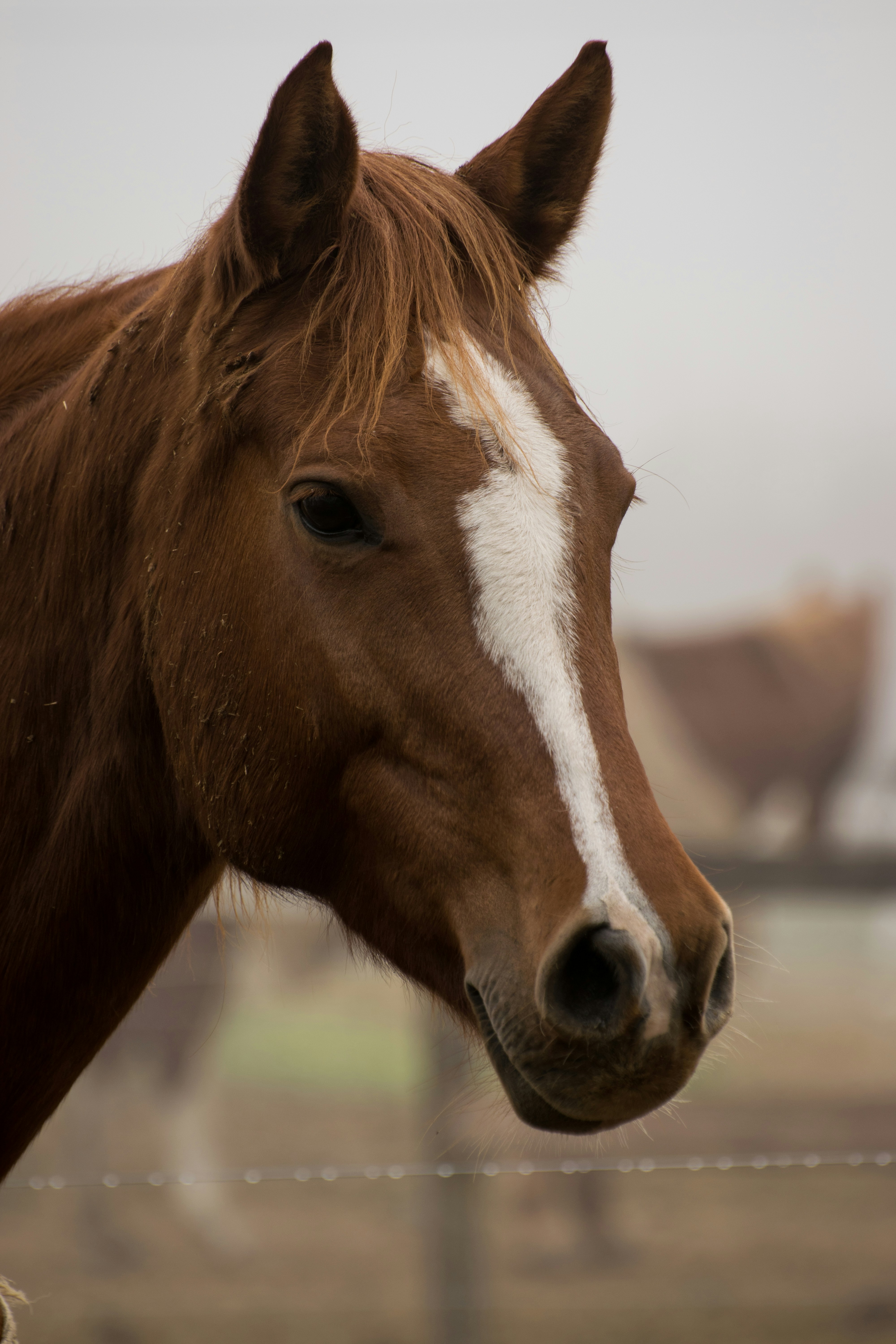 Chestnut Harmonics: A Close Portrait of a Horse in Soft Focus