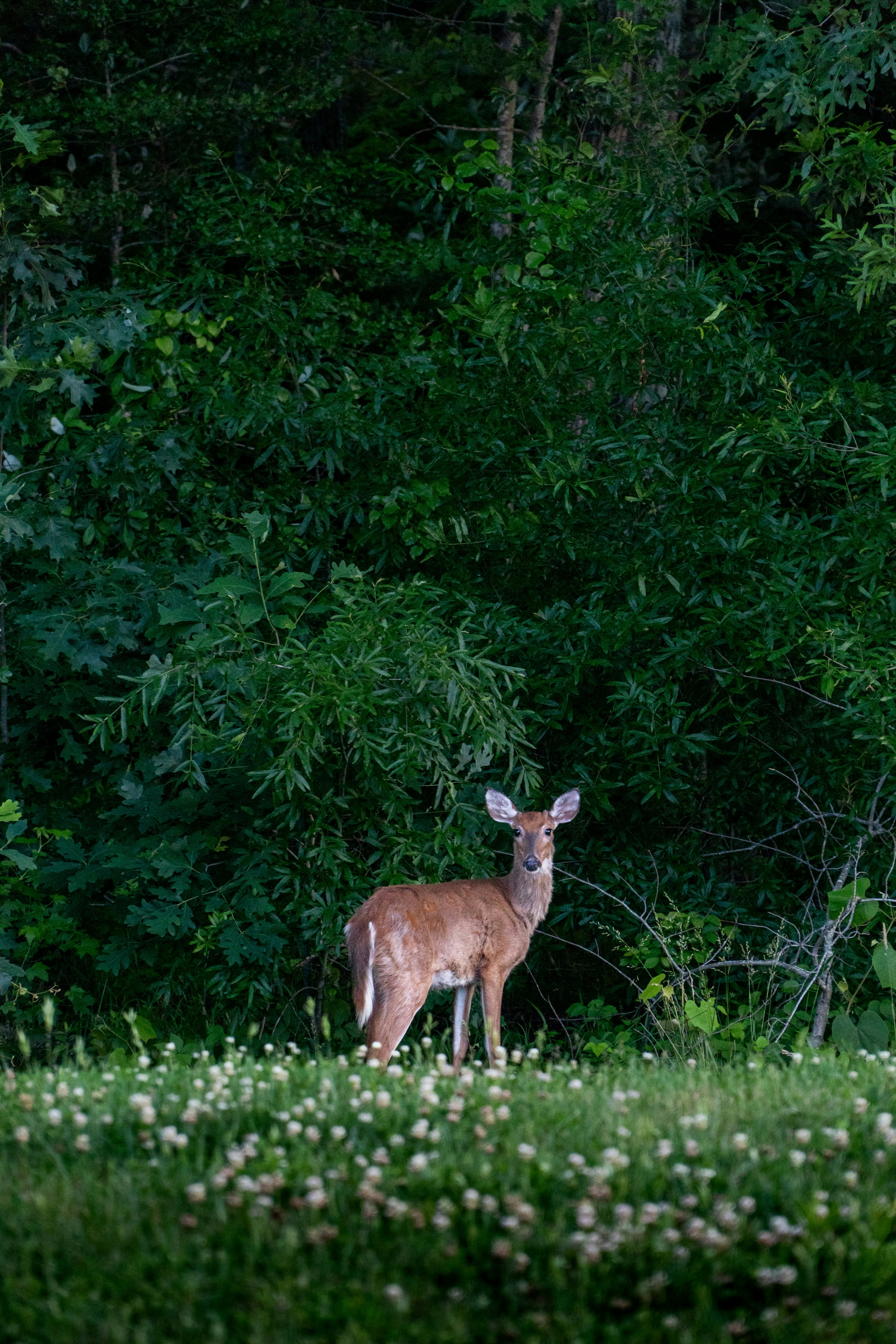 A Quiet Deer Watching the Edge of the Forest