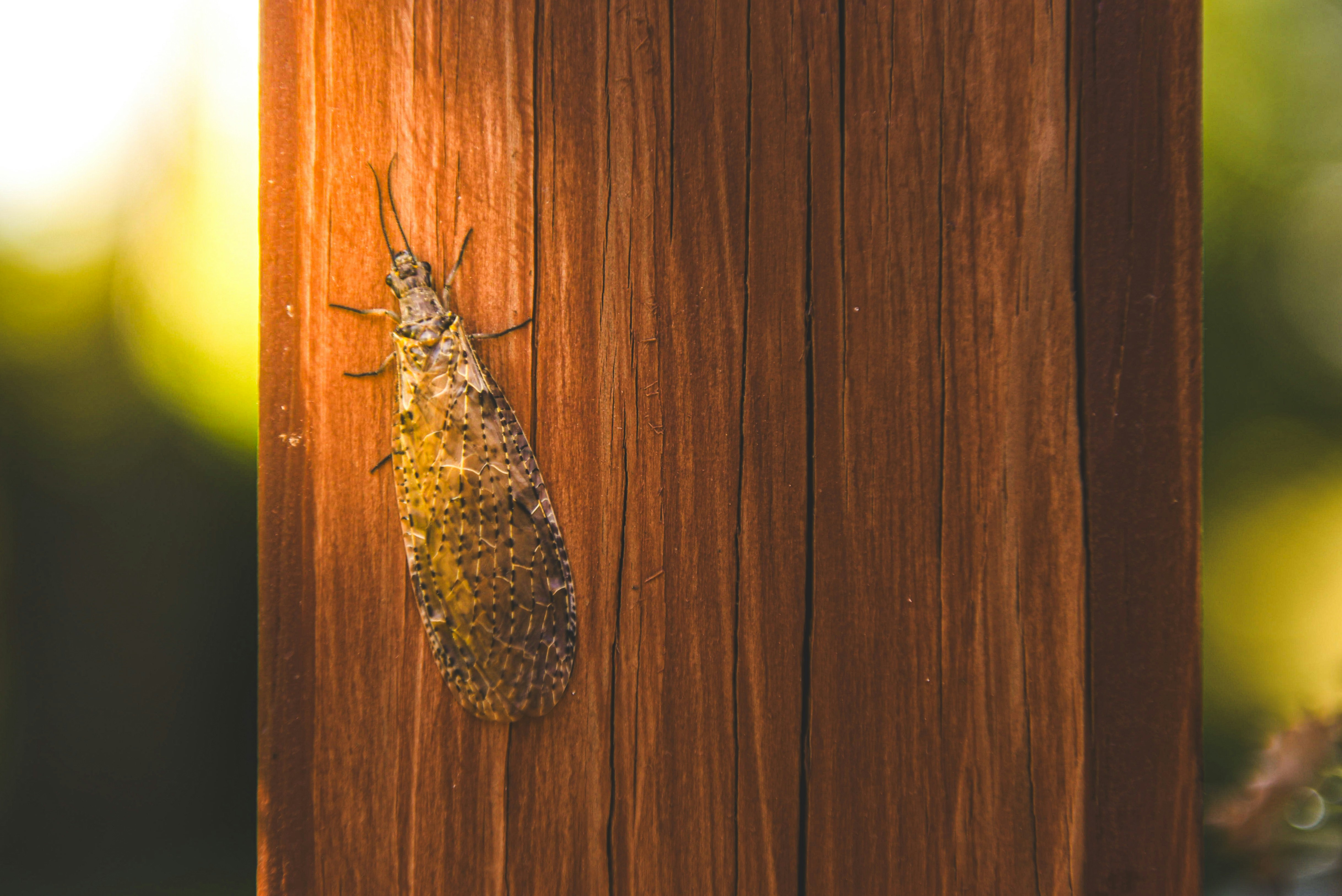 Wooden Post Lodge: A Camouflaged Insect Clings to a Sunlit Byway