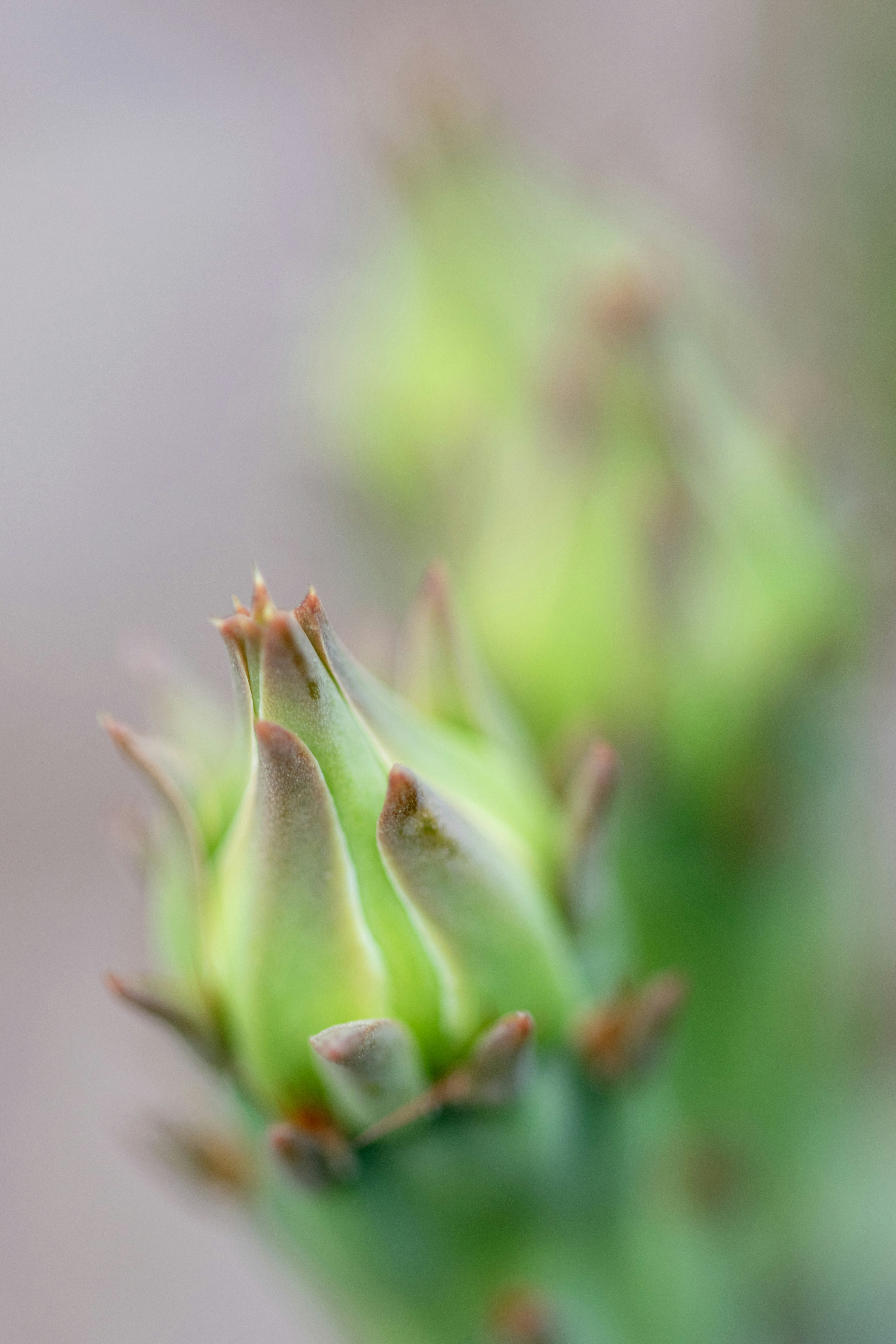 Emerald Buds: A Macro Burst of Green Growth