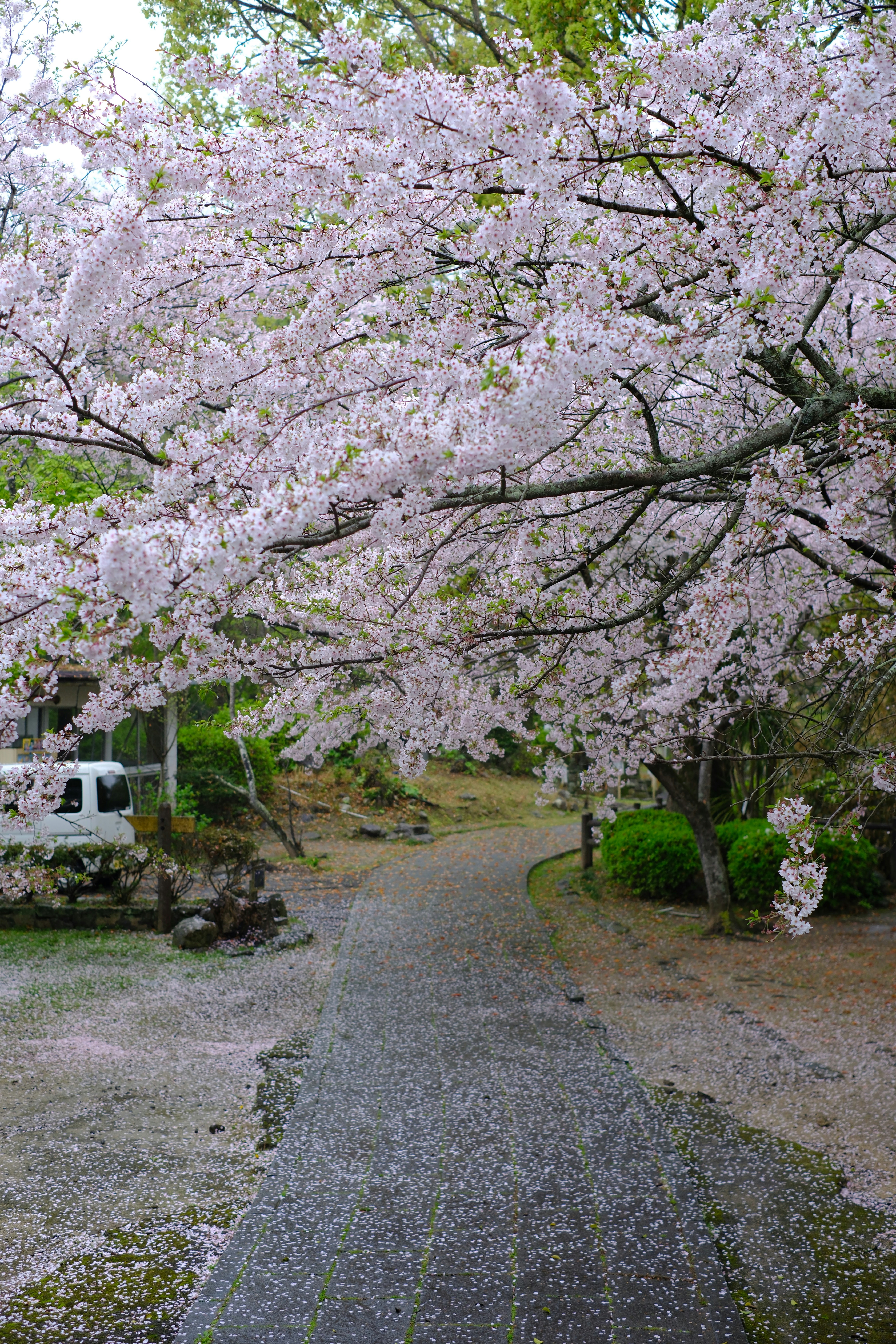 Cherry Blossom Archway Over a Quiet Garden Path