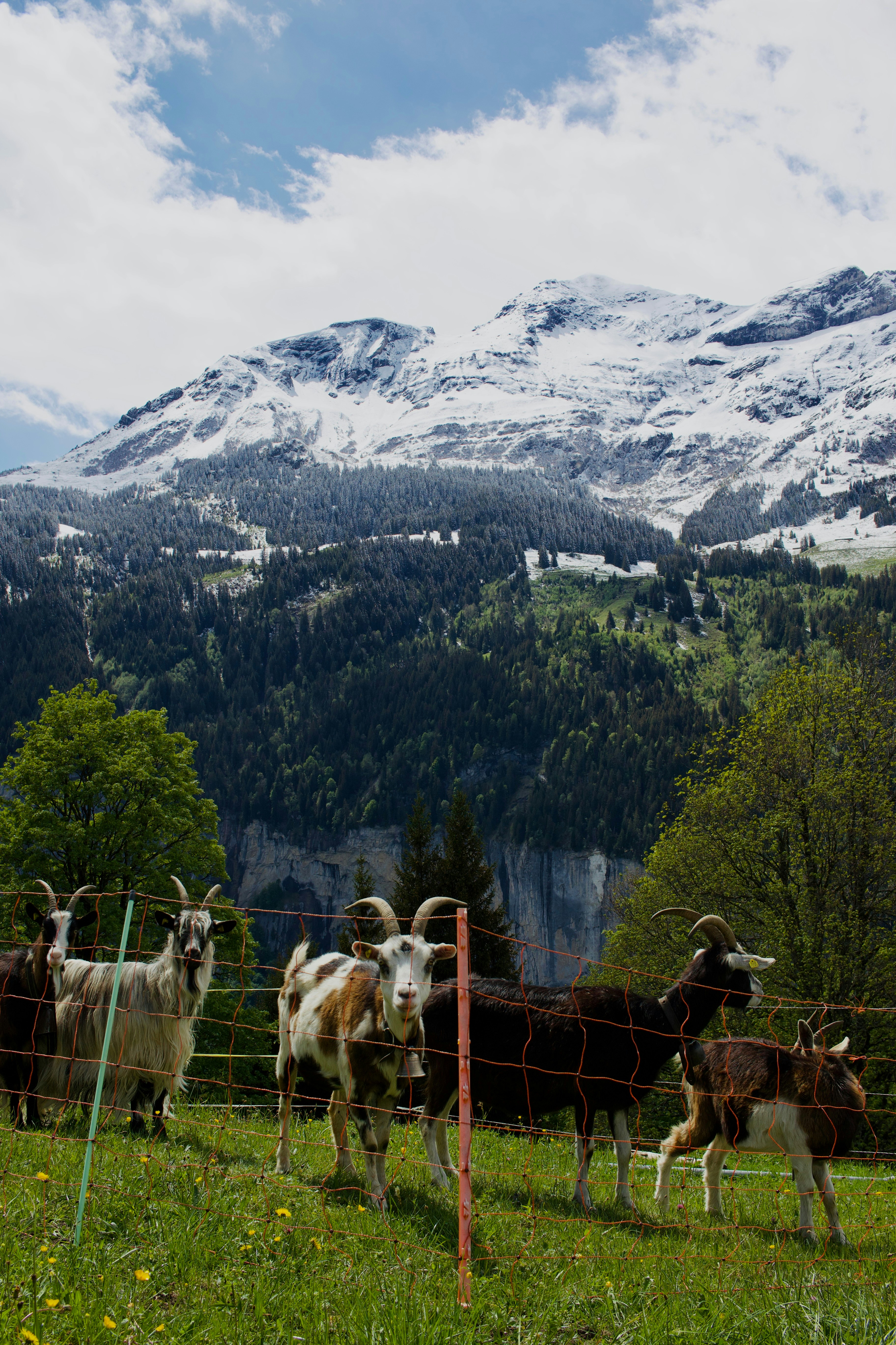 Pasture Watch: Mountain Goats Gather Against Snow-dusted Peaks