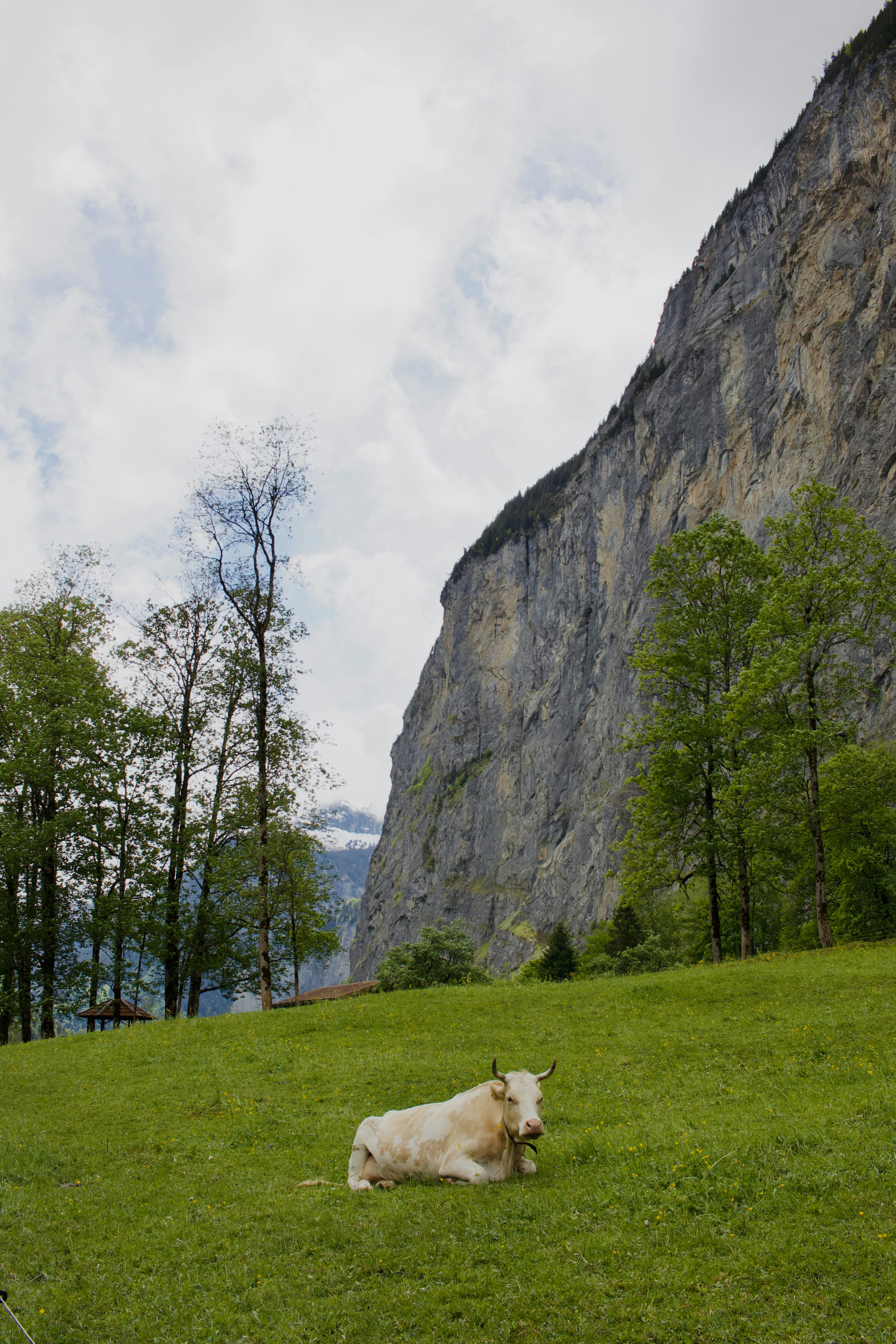 Pasture Rockscape: A Calm Highland Cow Resting Beneath Towering Cliffs