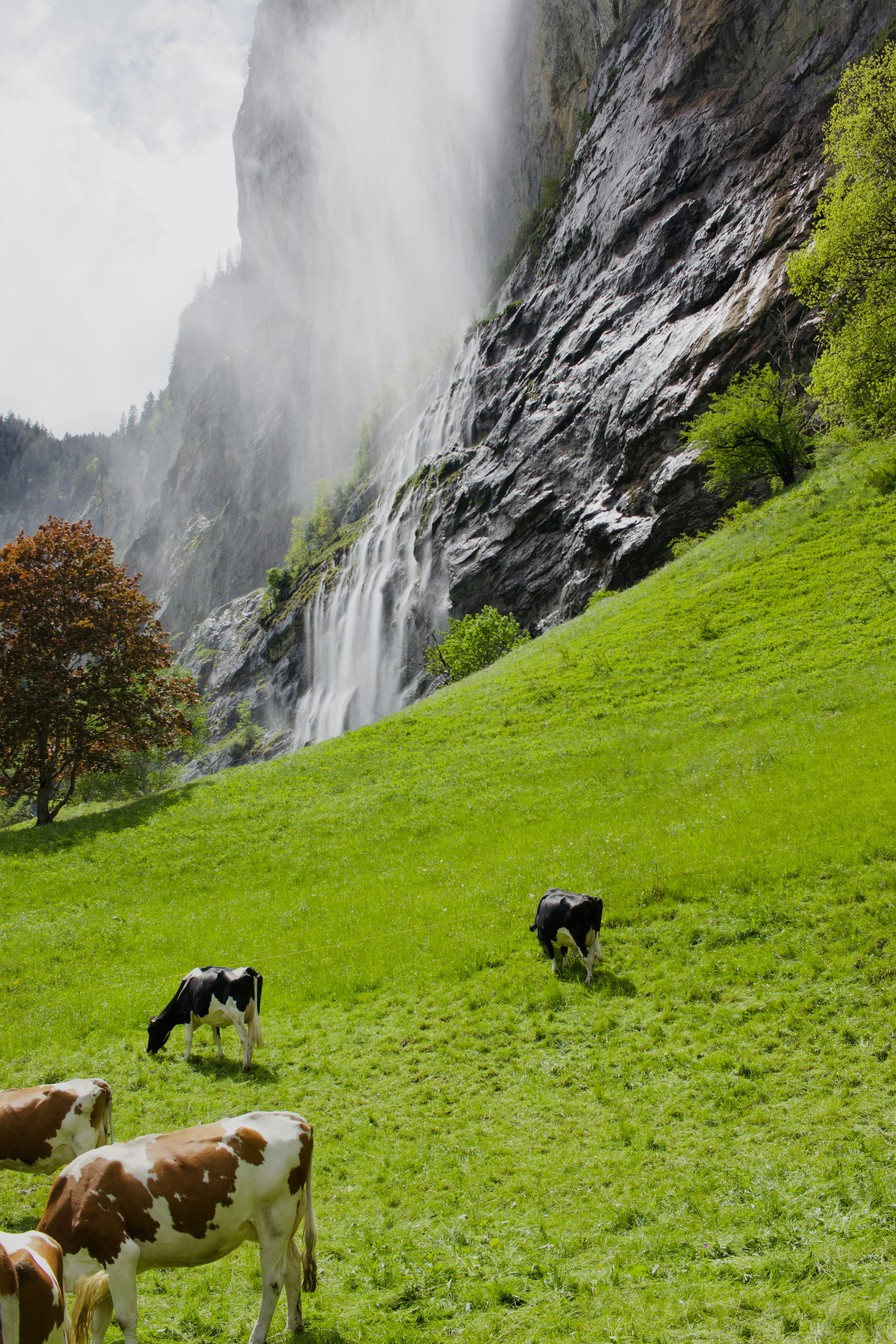 Green hillside with grazing cows before a towering, misty waterfall cascading down a rocky cliff.