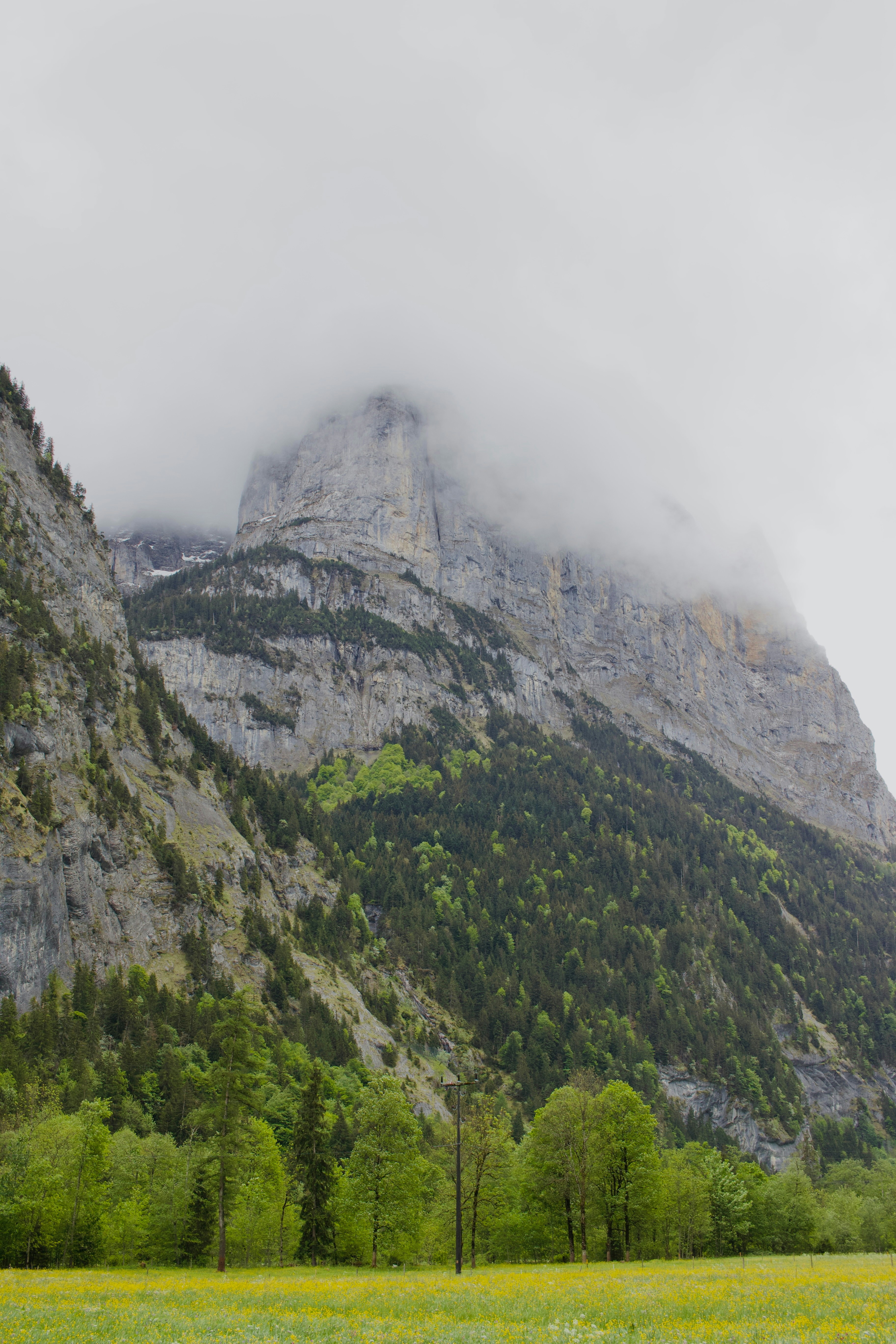 Peak in Clouds: An Alpine Meadow under a Mist-Bound Summit