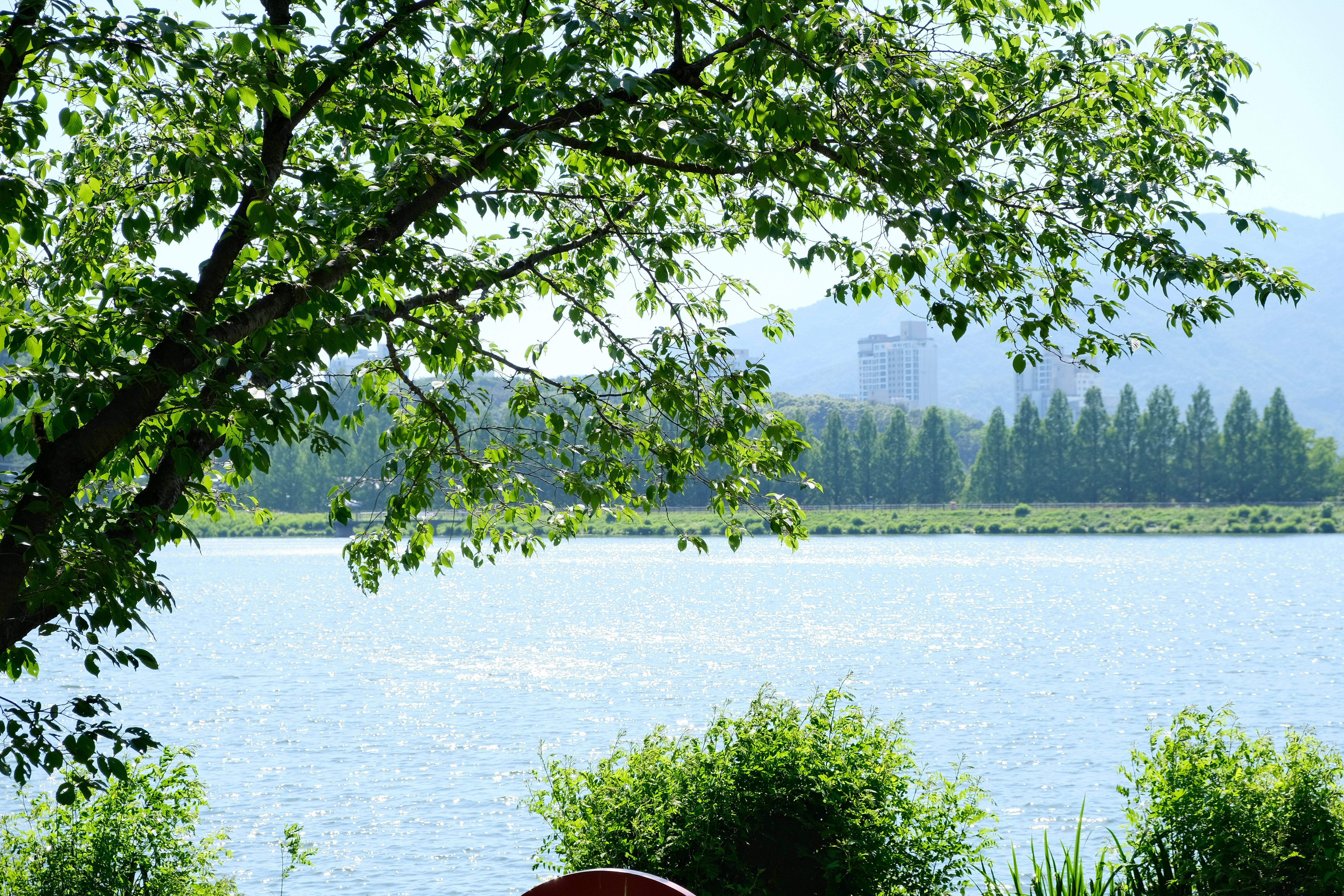 Lawn by the Lake: Framed by a Branch