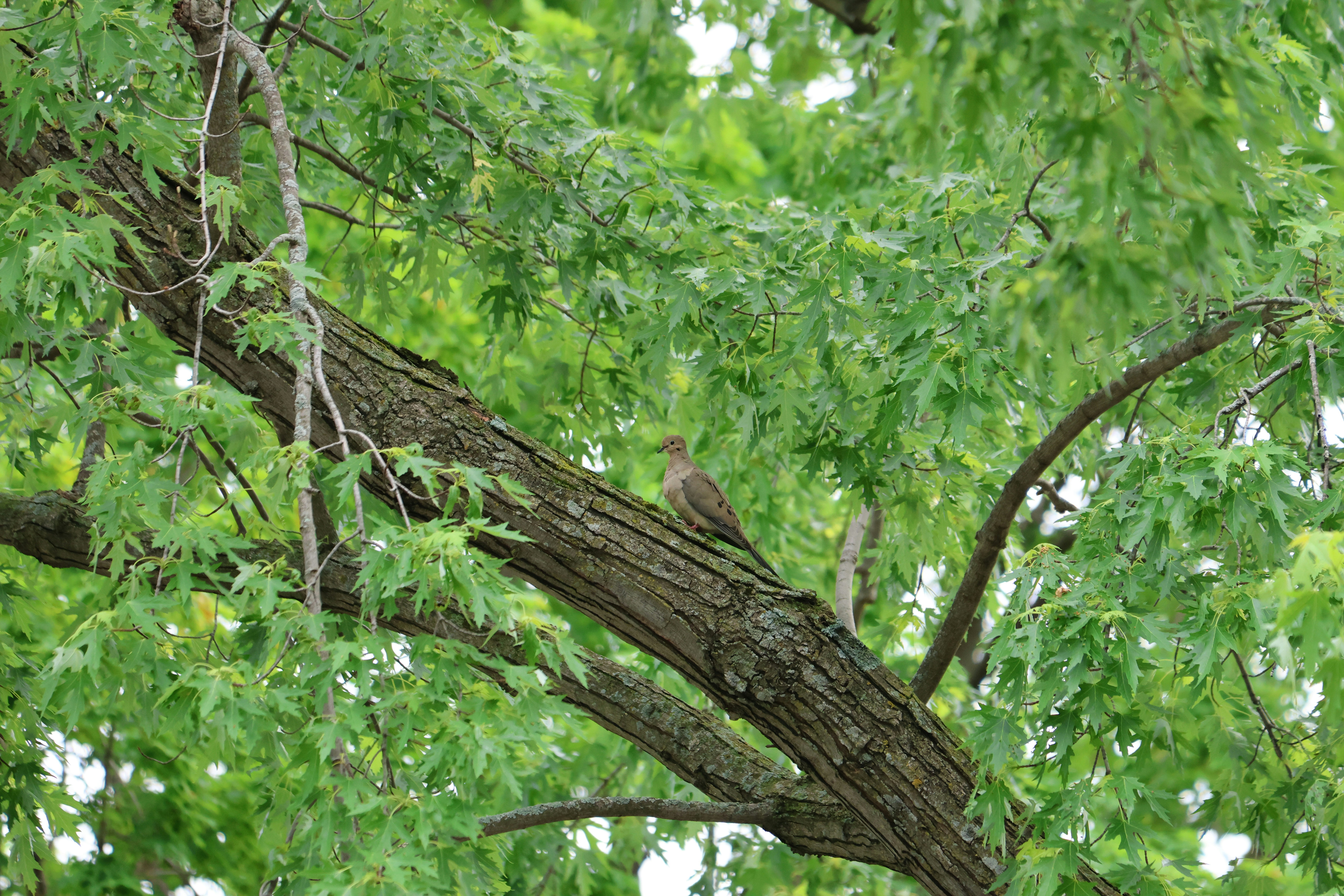 Green Canopy Sentinel: a lone bird on a sunlit branch