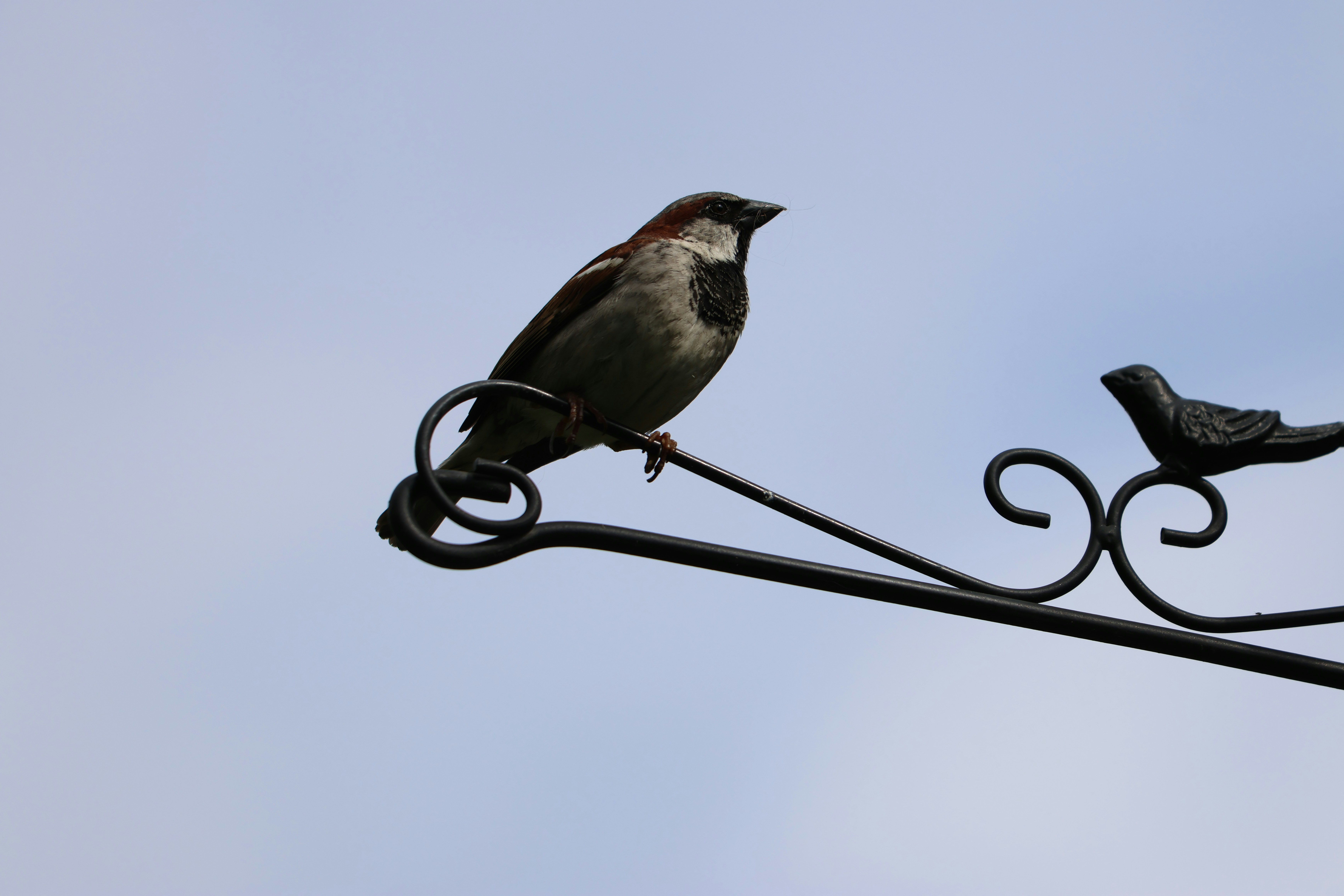 Perched on a Curved Wire: A Stubborn Warbler Against the Blue
