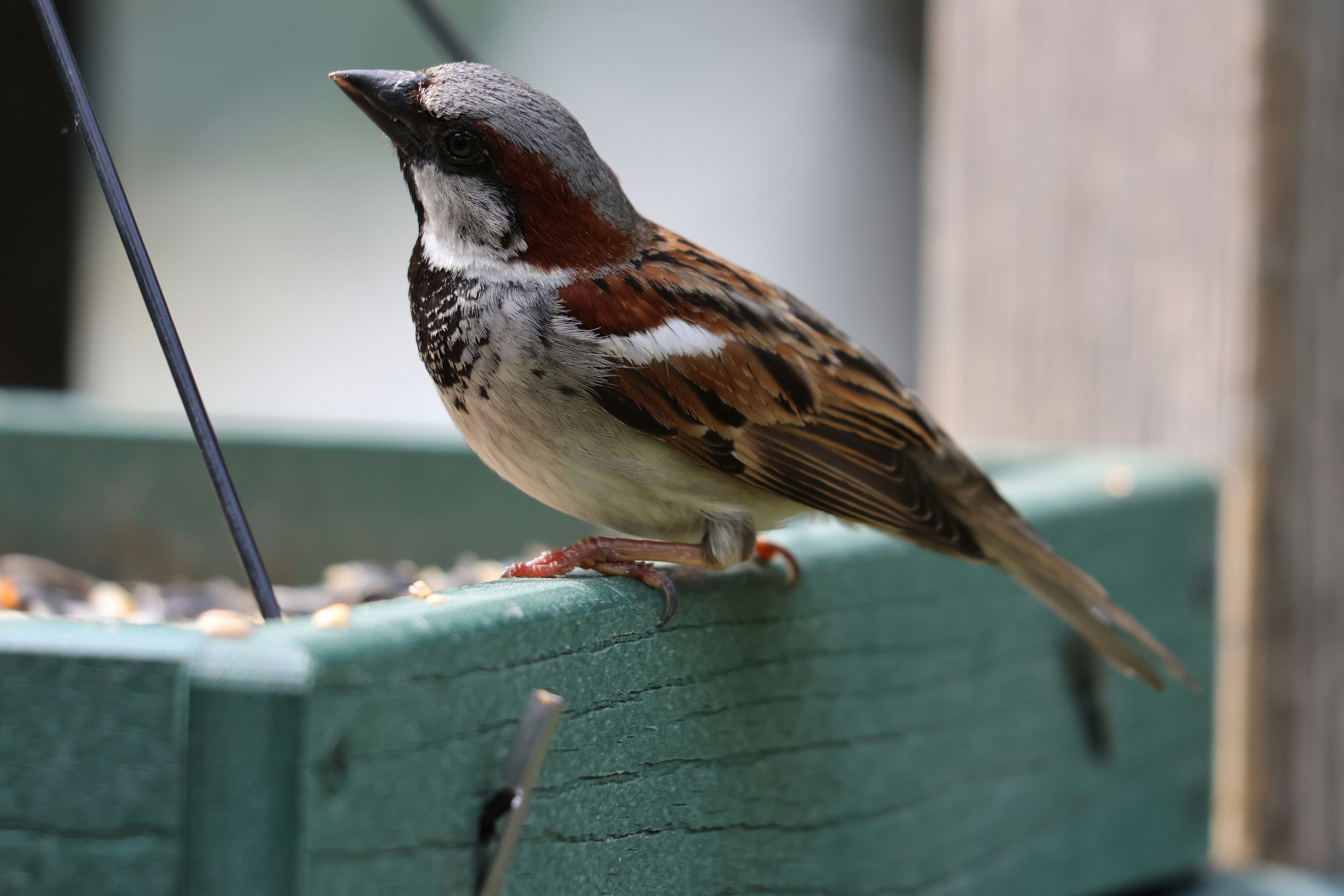 Small passerine perched on a green wooden feeder with scattered seed, focused on the bird’s head and chest against a softly blurred background.