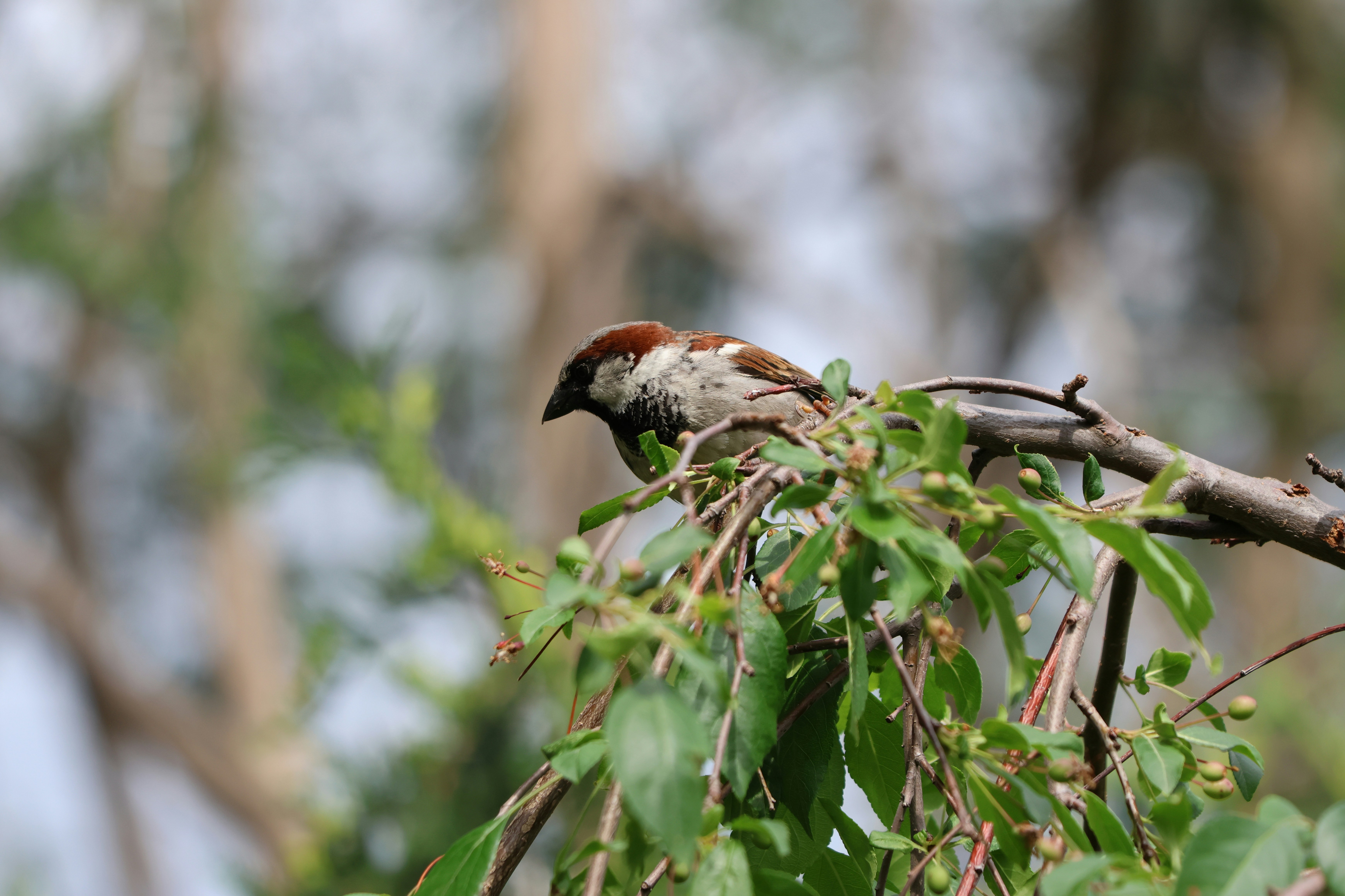 Perched Warbler amid green tendrils