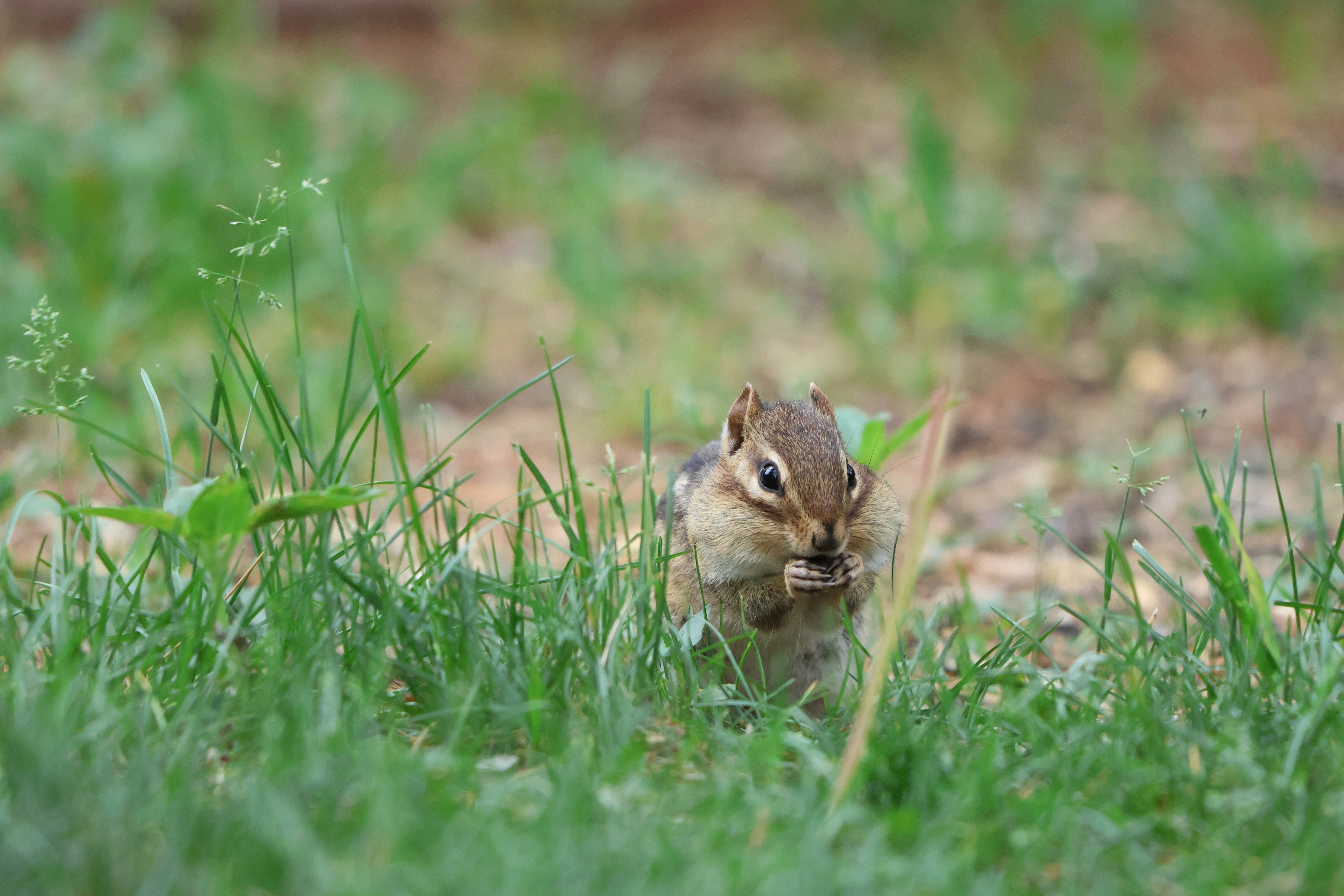 Sly Ground Squirrel in Quiet Grassy Dapples
