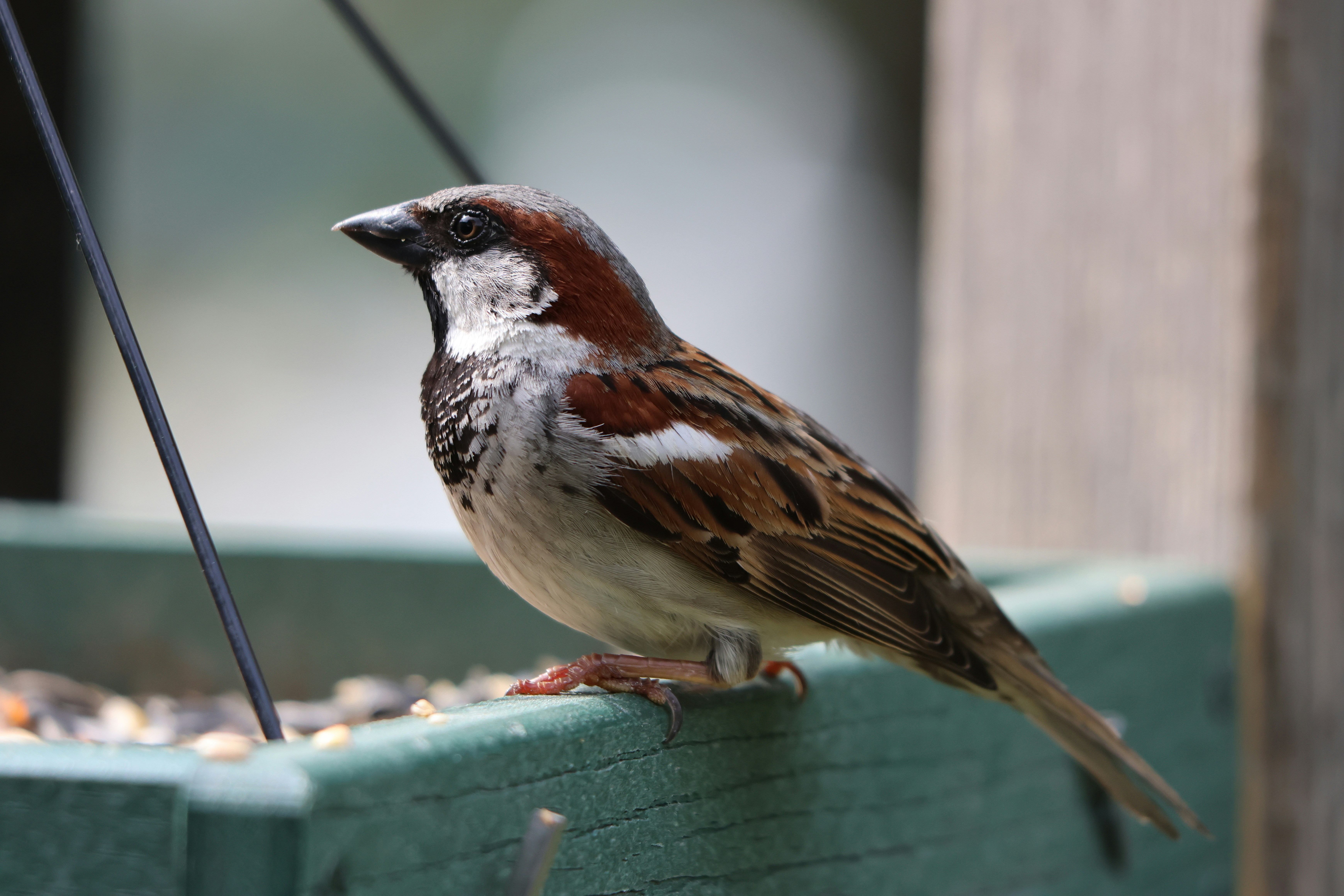 Wary House Sparrow Perches by a Seed Tray