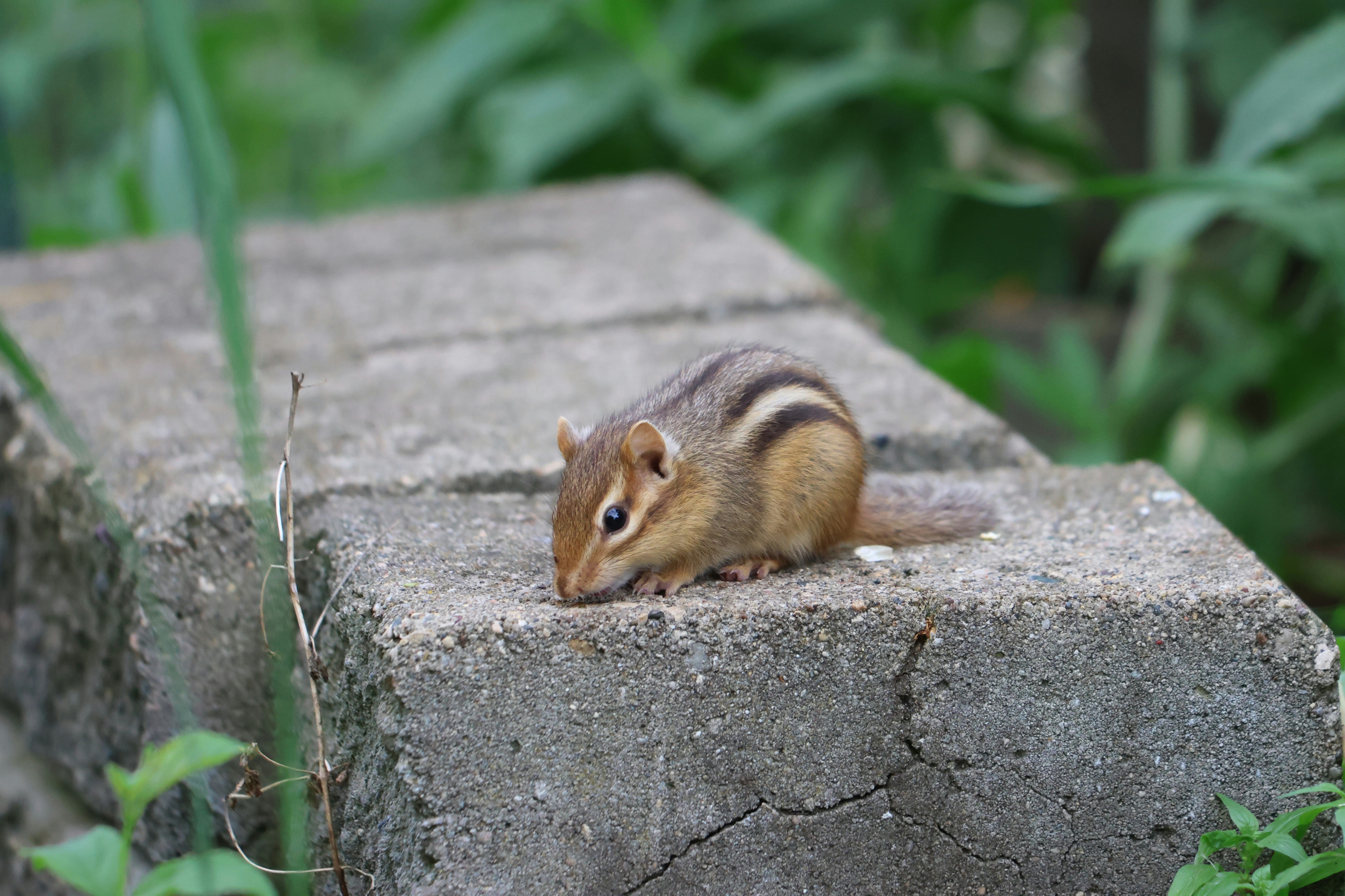 Primed on the Masonry: A Squirrel On a Concrete Block