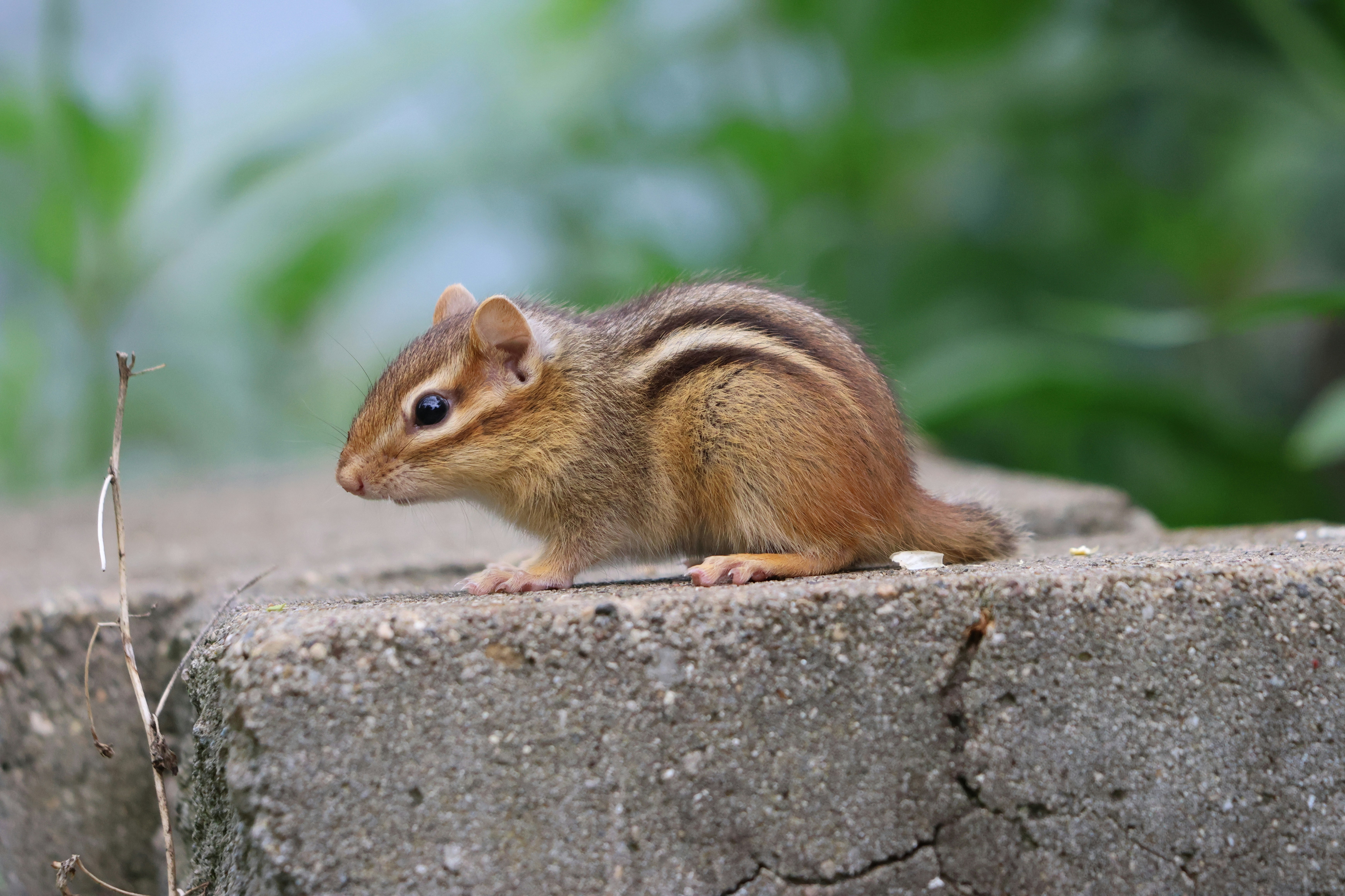 Chipmunk on a Concrete Edge: a Moment of Vigilant Pause