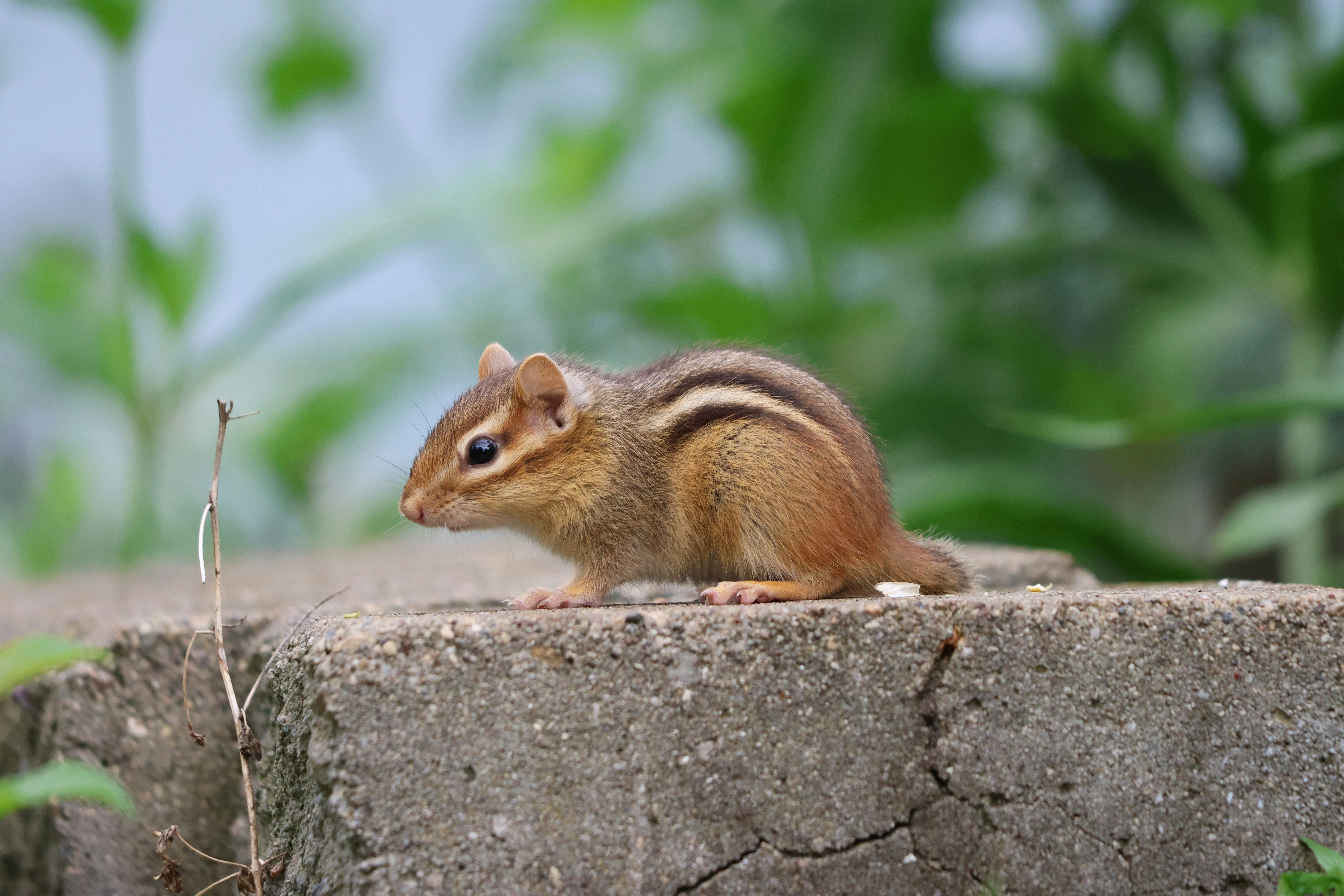 Tiny Acrobat: A Squirrel Perched on a Weathered Wall