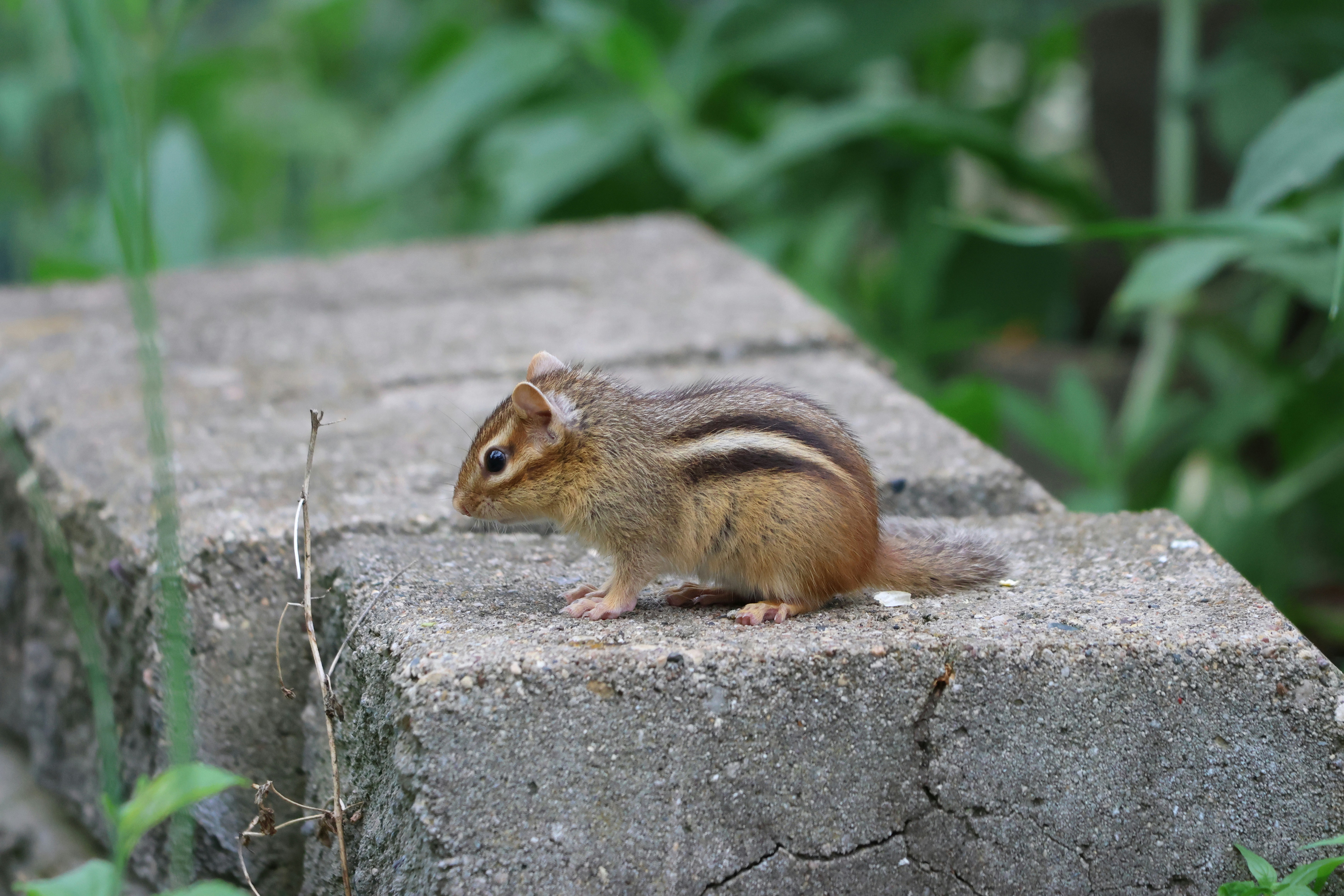 Squirrel Scout on a Concrete Ledge