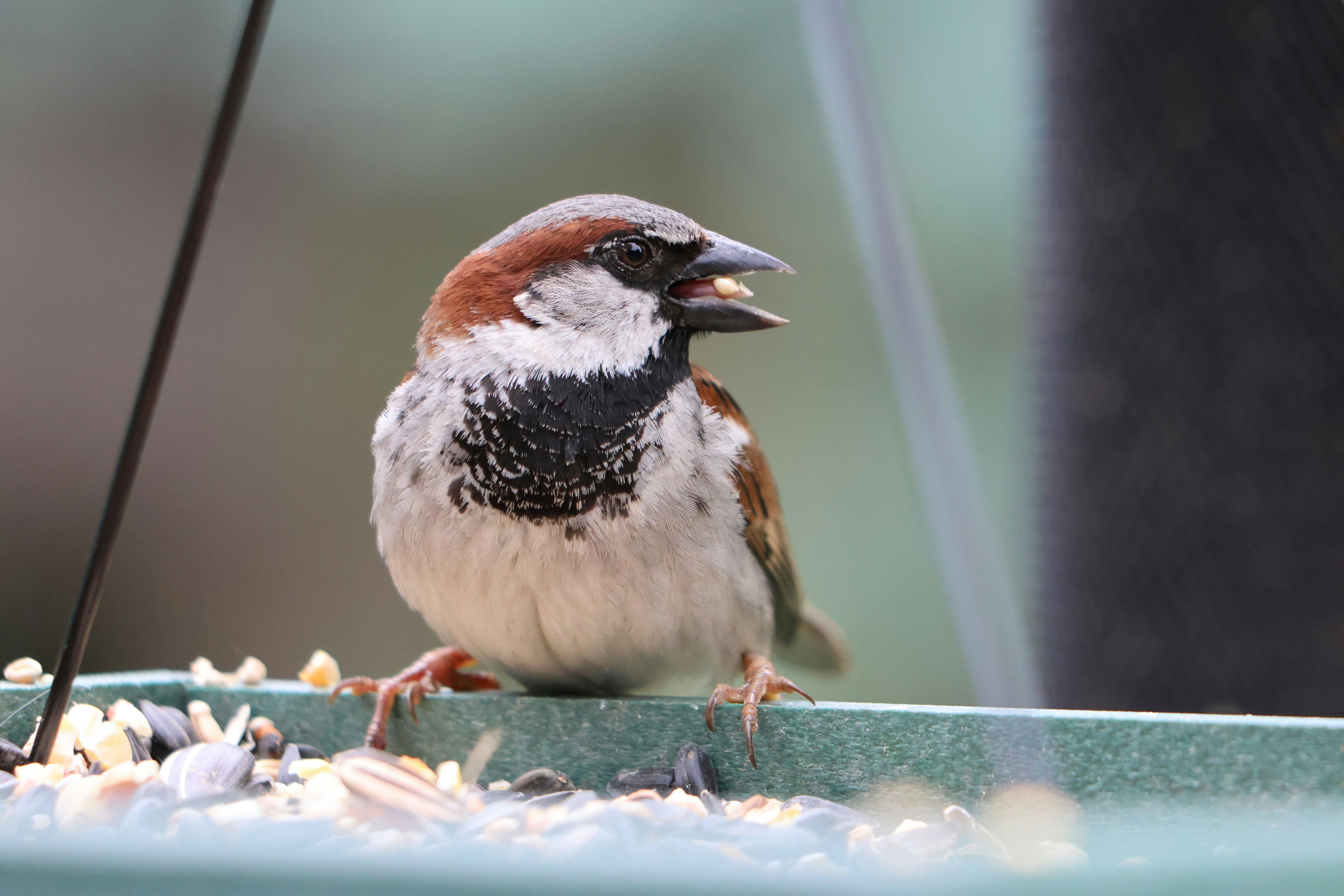 Chipmunk-sized Beak: A House Sparrow Perches at the Bird Feeder