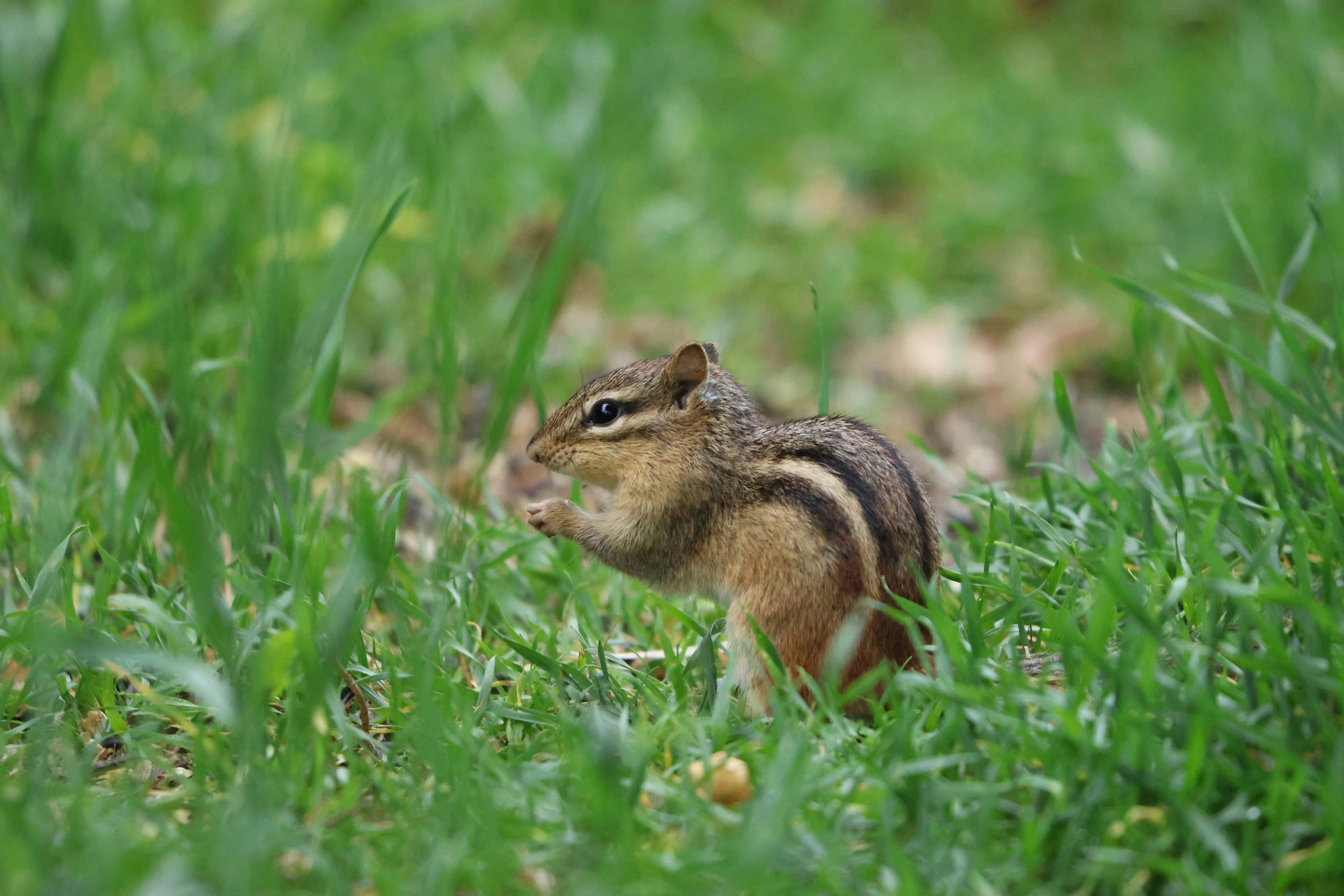 Chipmunk in a Quiet Meadow: Stripes, Seeds, and Grass