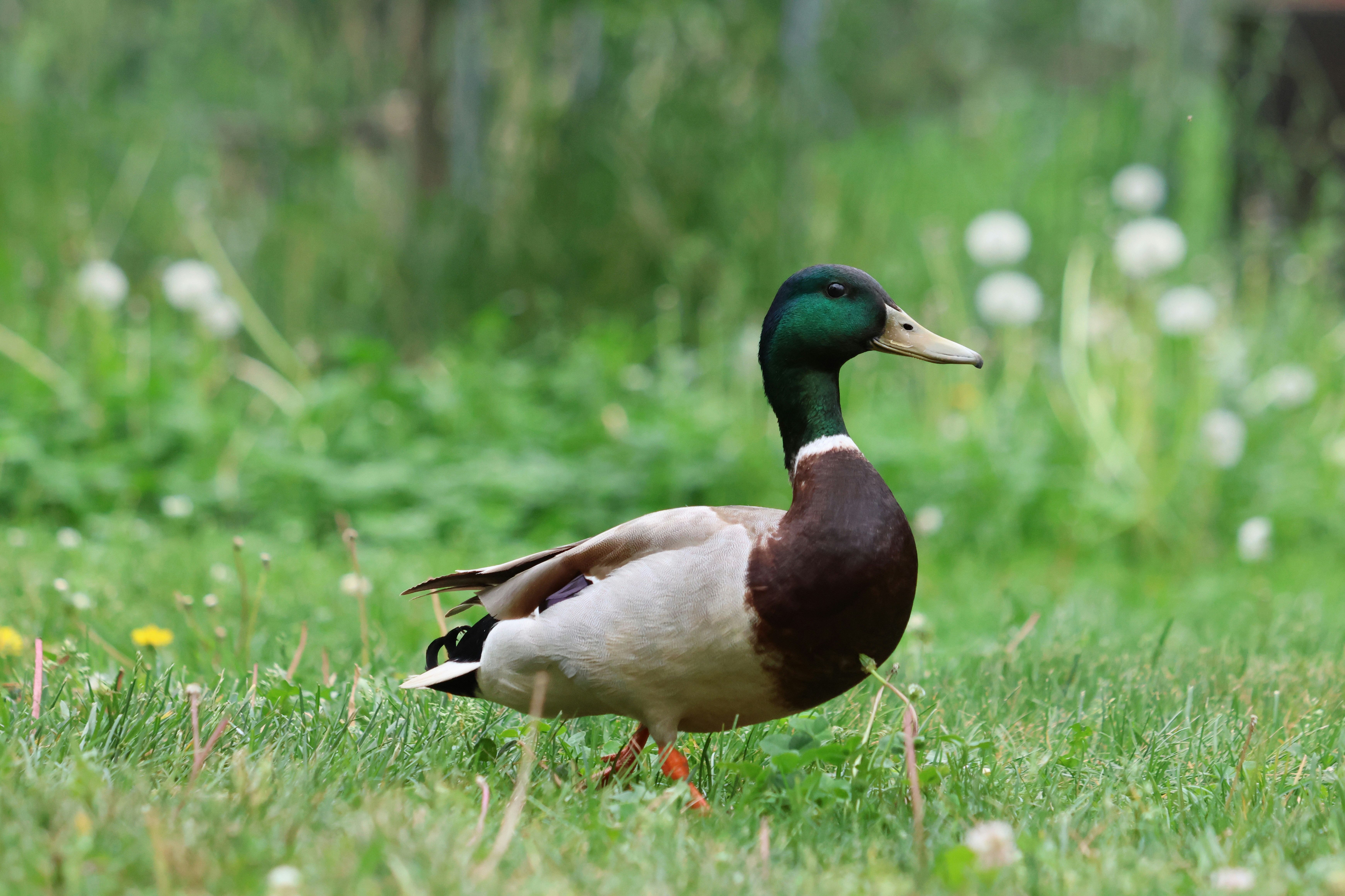 Emerald-eyed Mallard on Spring Grass