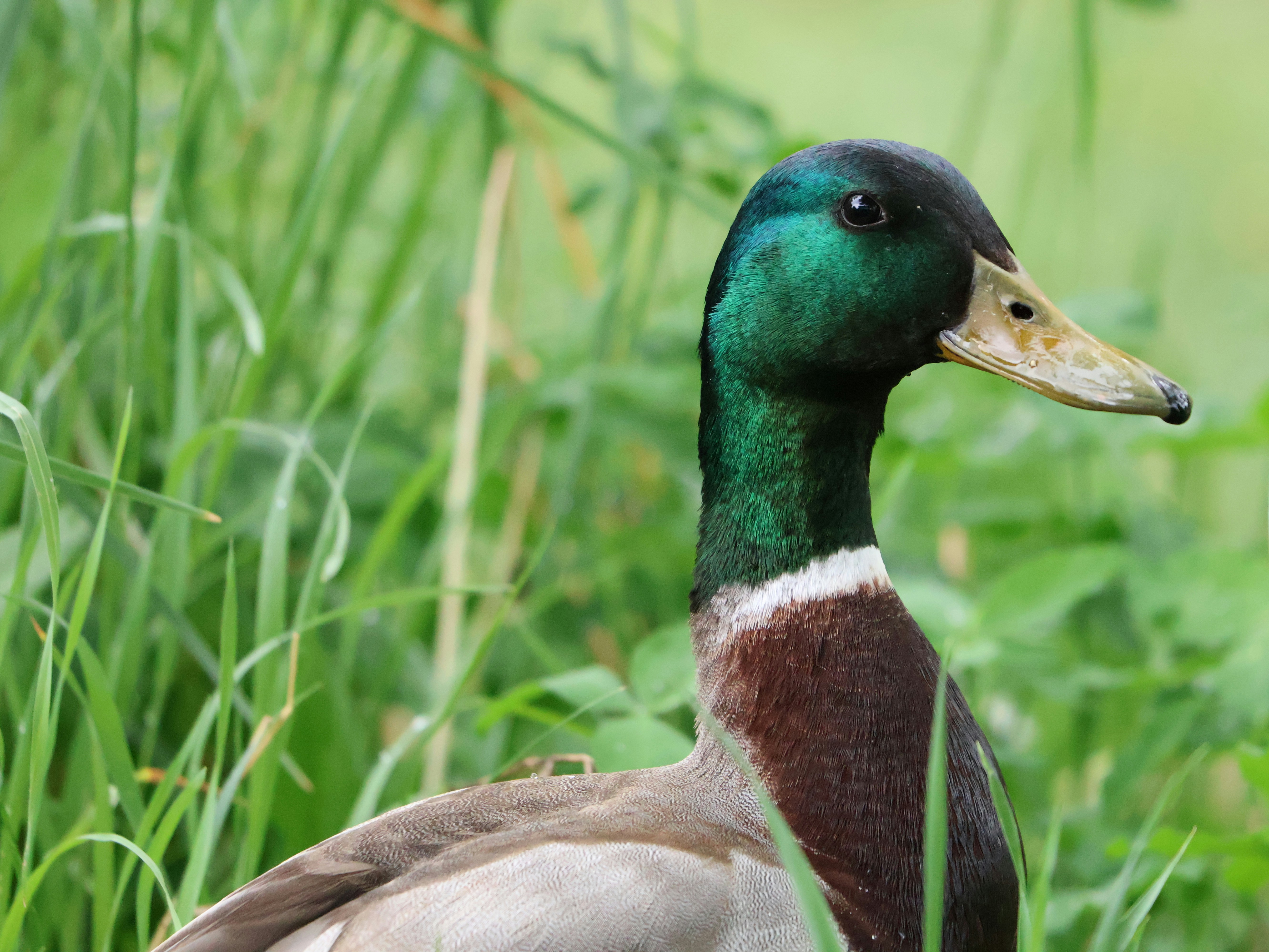 Male mallard duck standing in grass