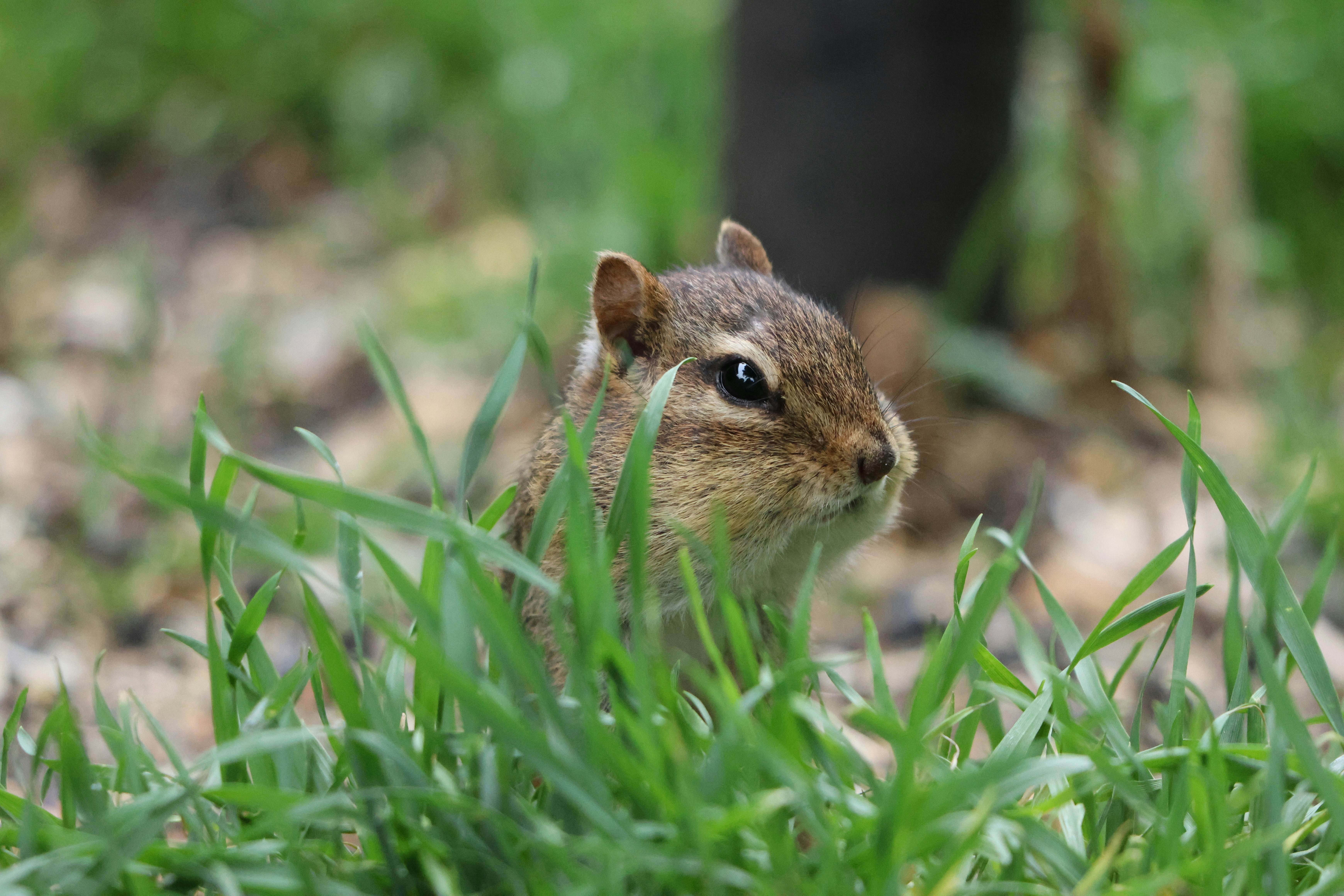 Hidden Kernel of Curiosity: A Prairie Squirrel Peeks Through Green Grasses