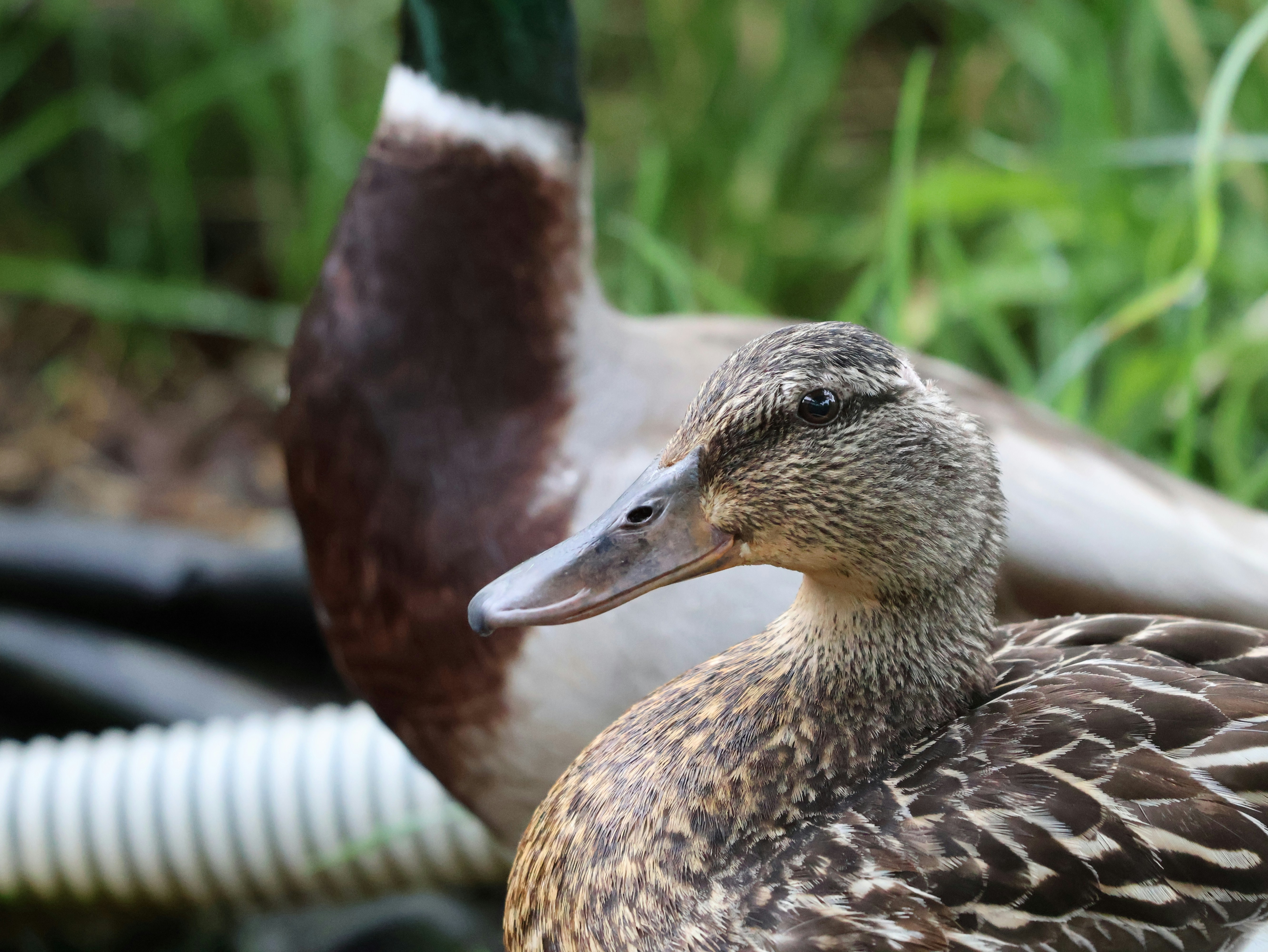 Portrait of a Curiously Alert Mallard Amid Green Backdrop