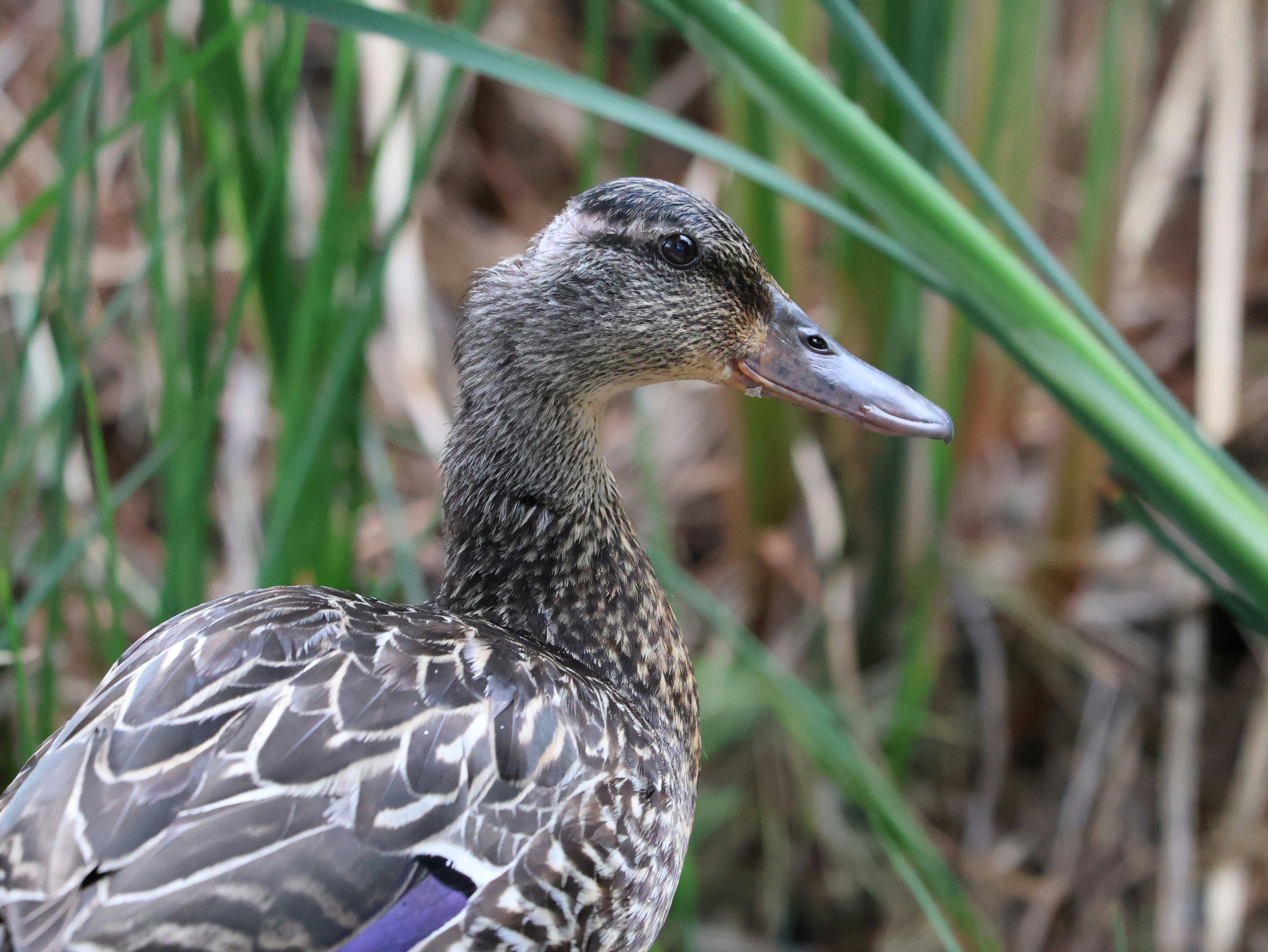 Close-up of a female mallard amid reeds, eyeing the camera