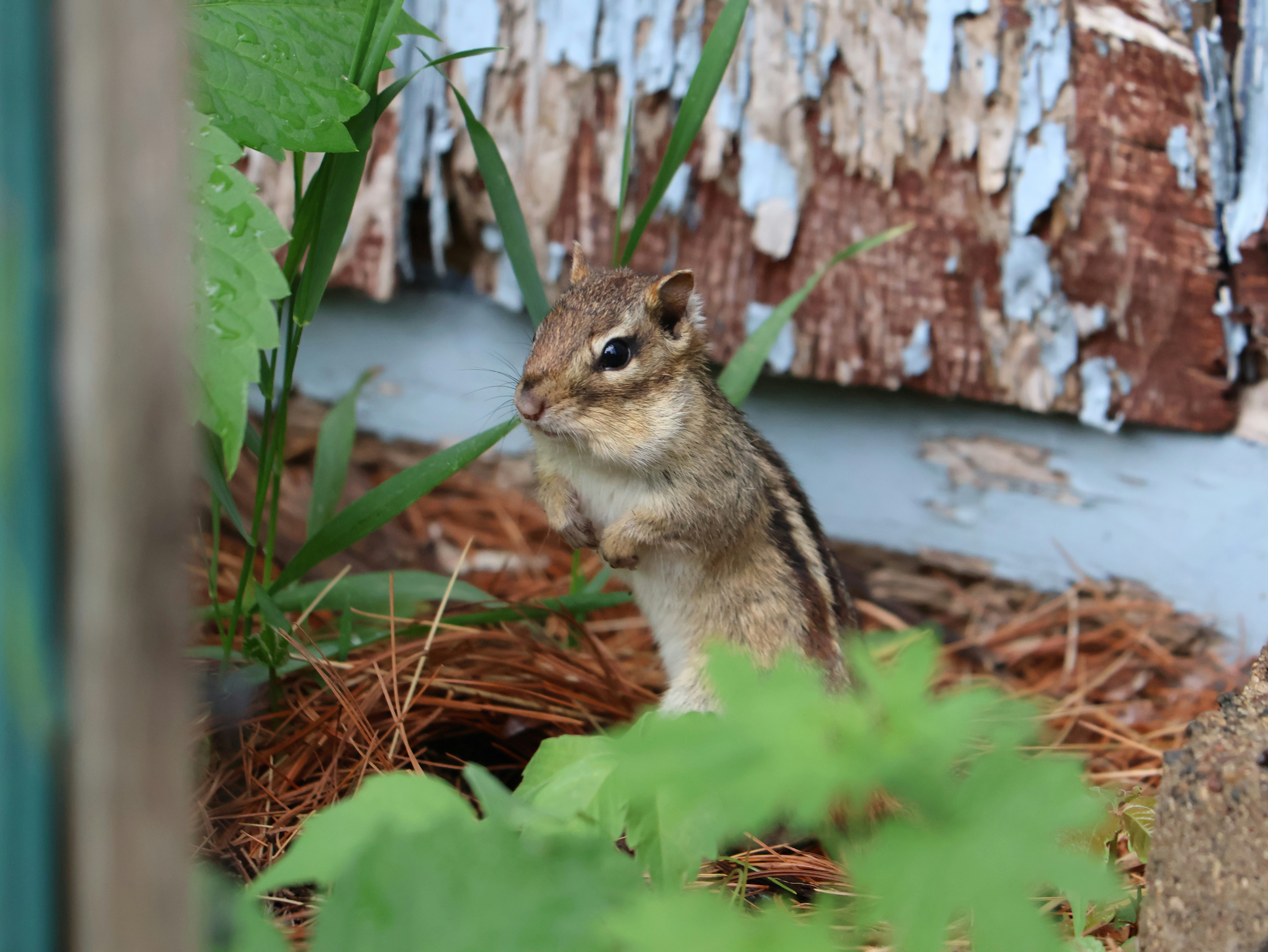 Chipmunk Sentinel by Weathered Wood