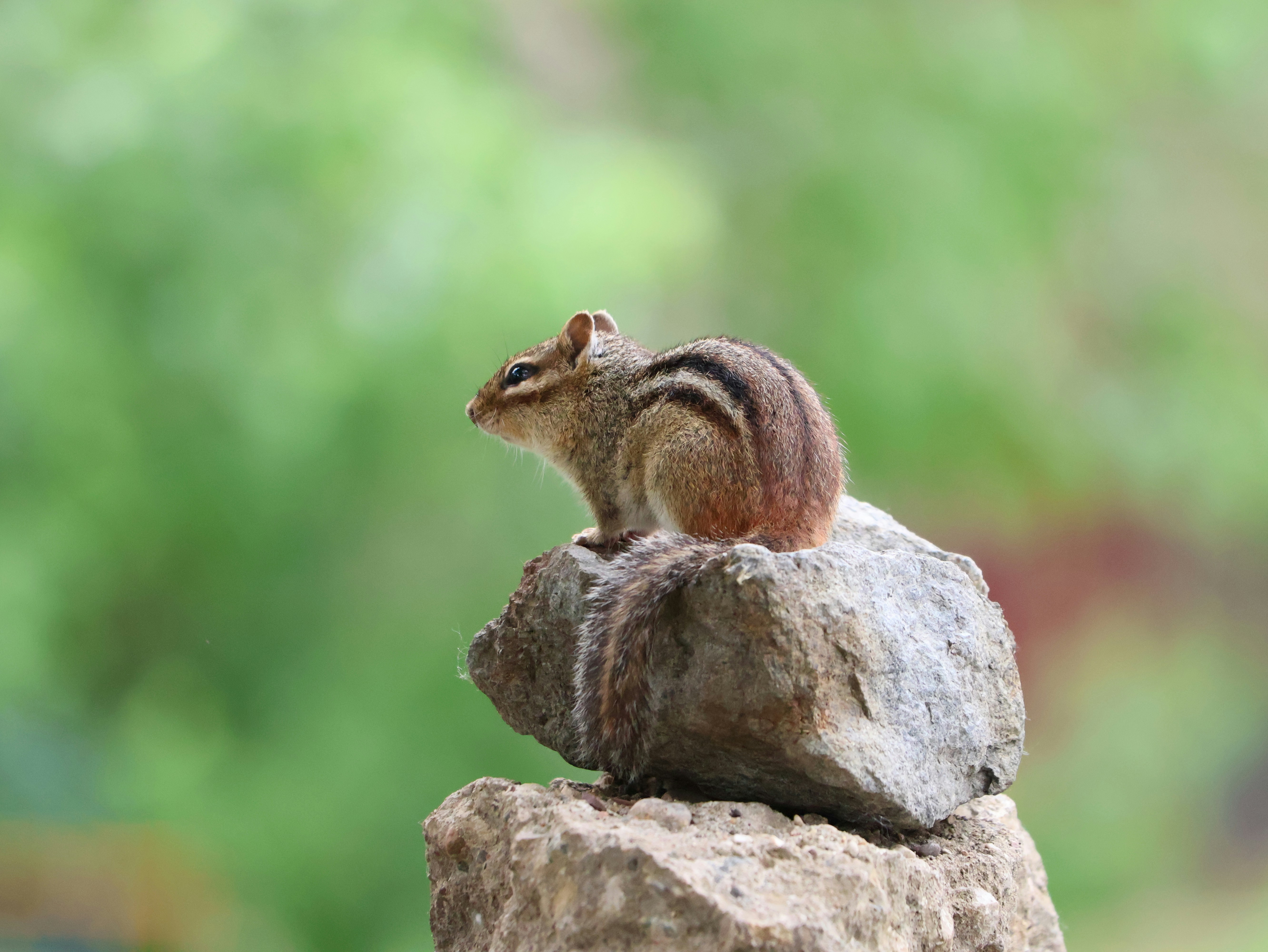 A chipmunk looks out from a stack of rocks