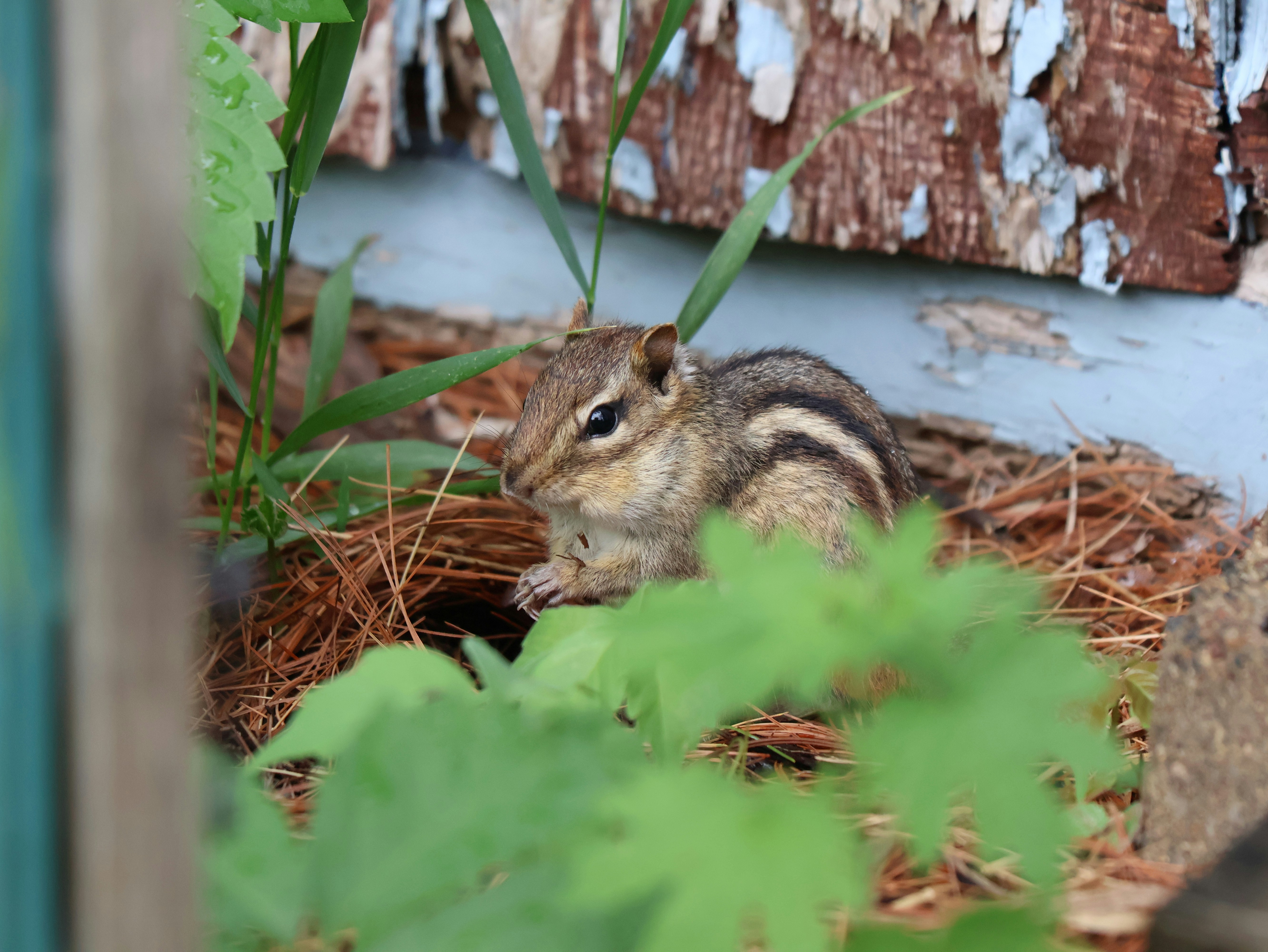 A chubby cheek chipmunk eating behind green leaves