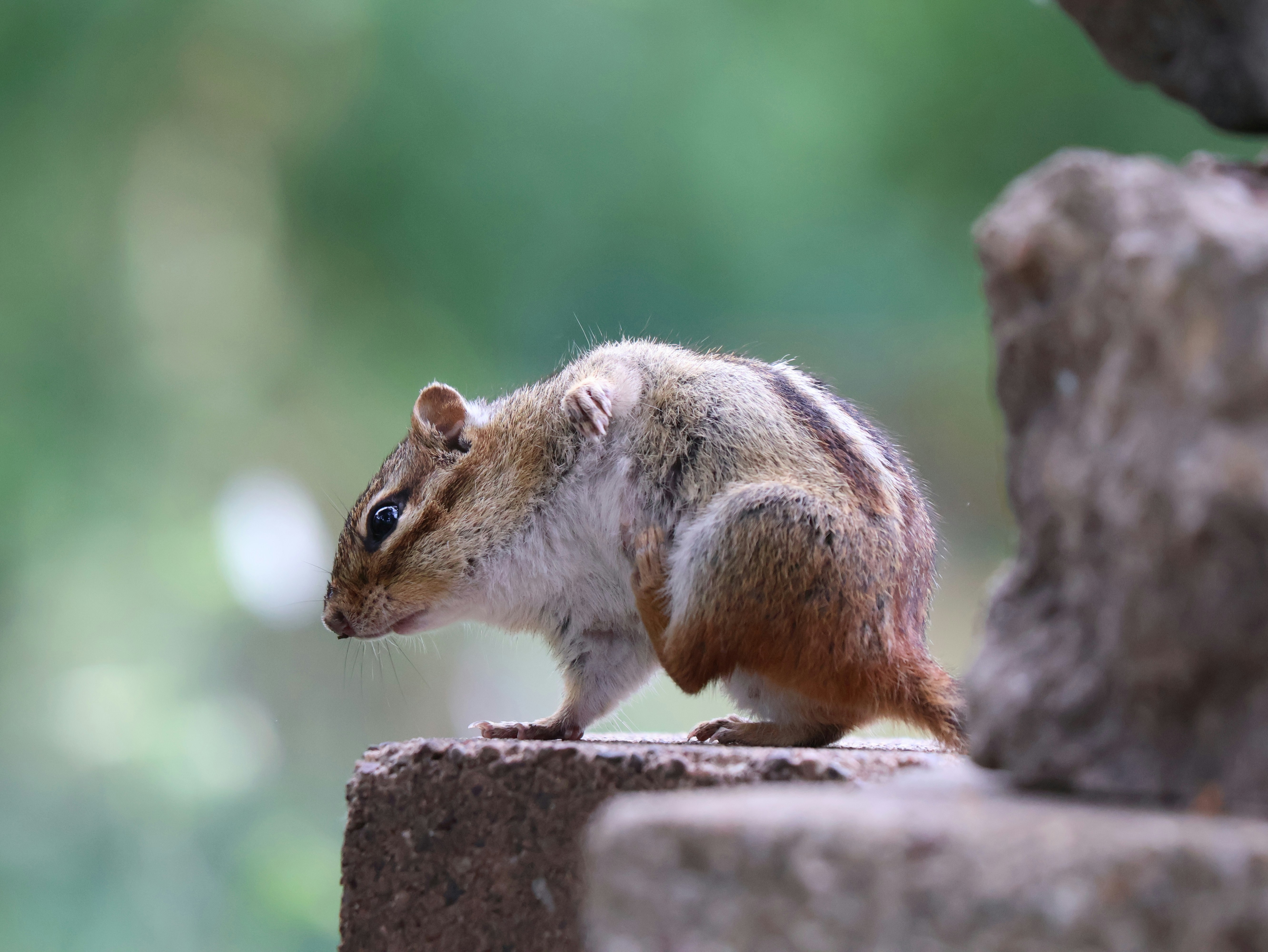 Grounded Acrobat: Squirrel on a Stone Promenade