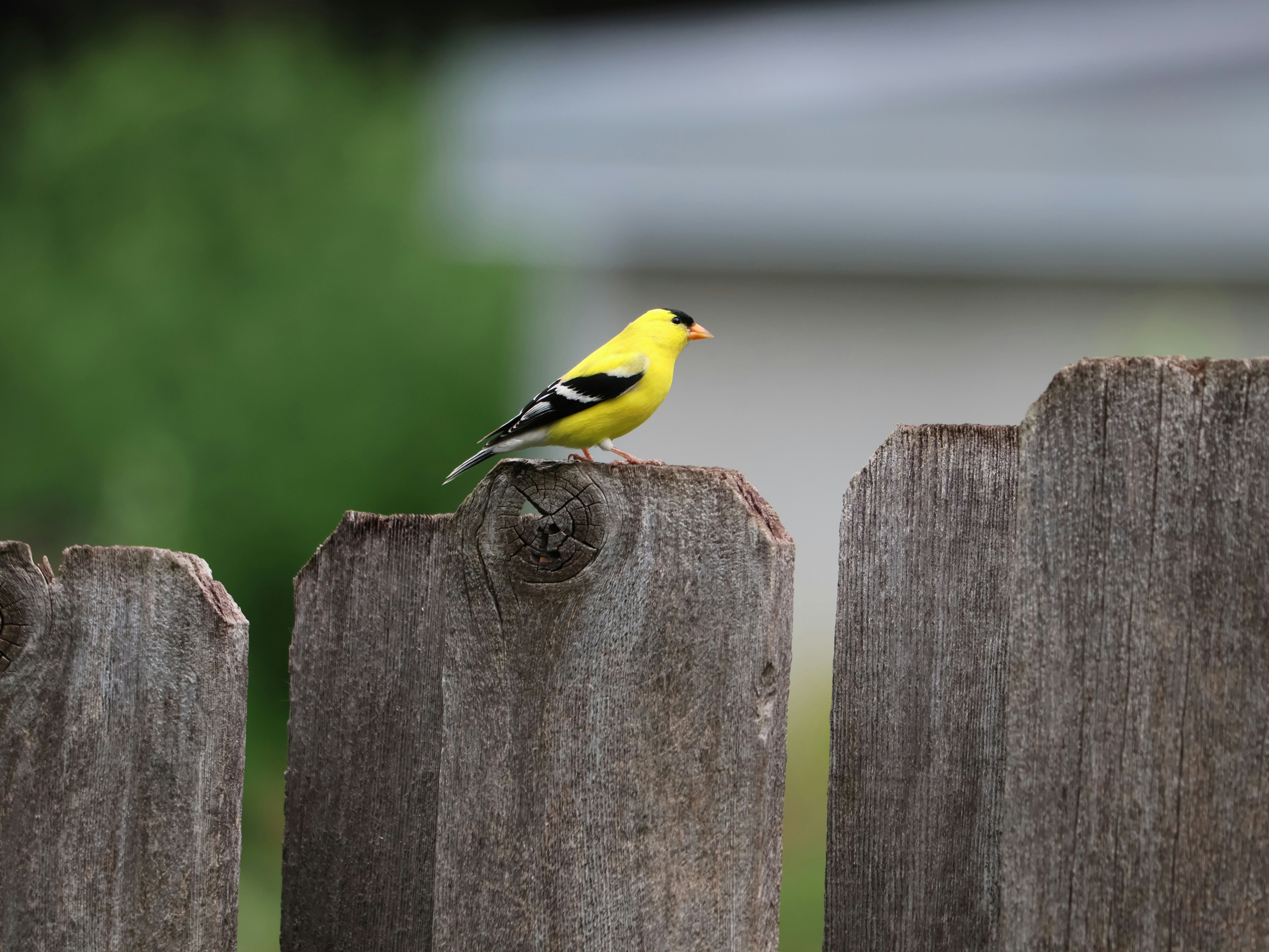 Yellow Bird Perched on Weathered Fence Post