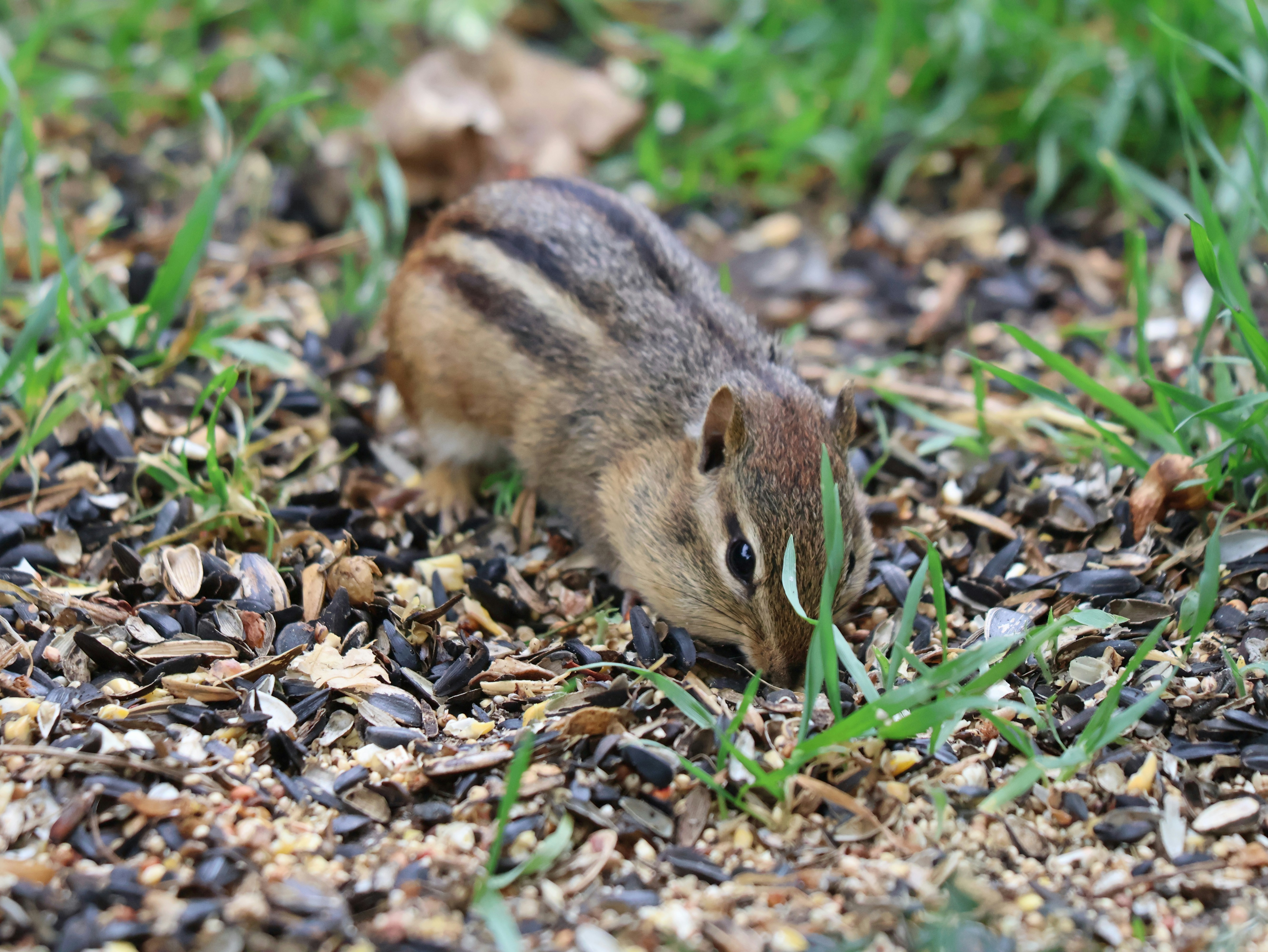 Chipmunk in a Sunlit Patch of Ground Cover